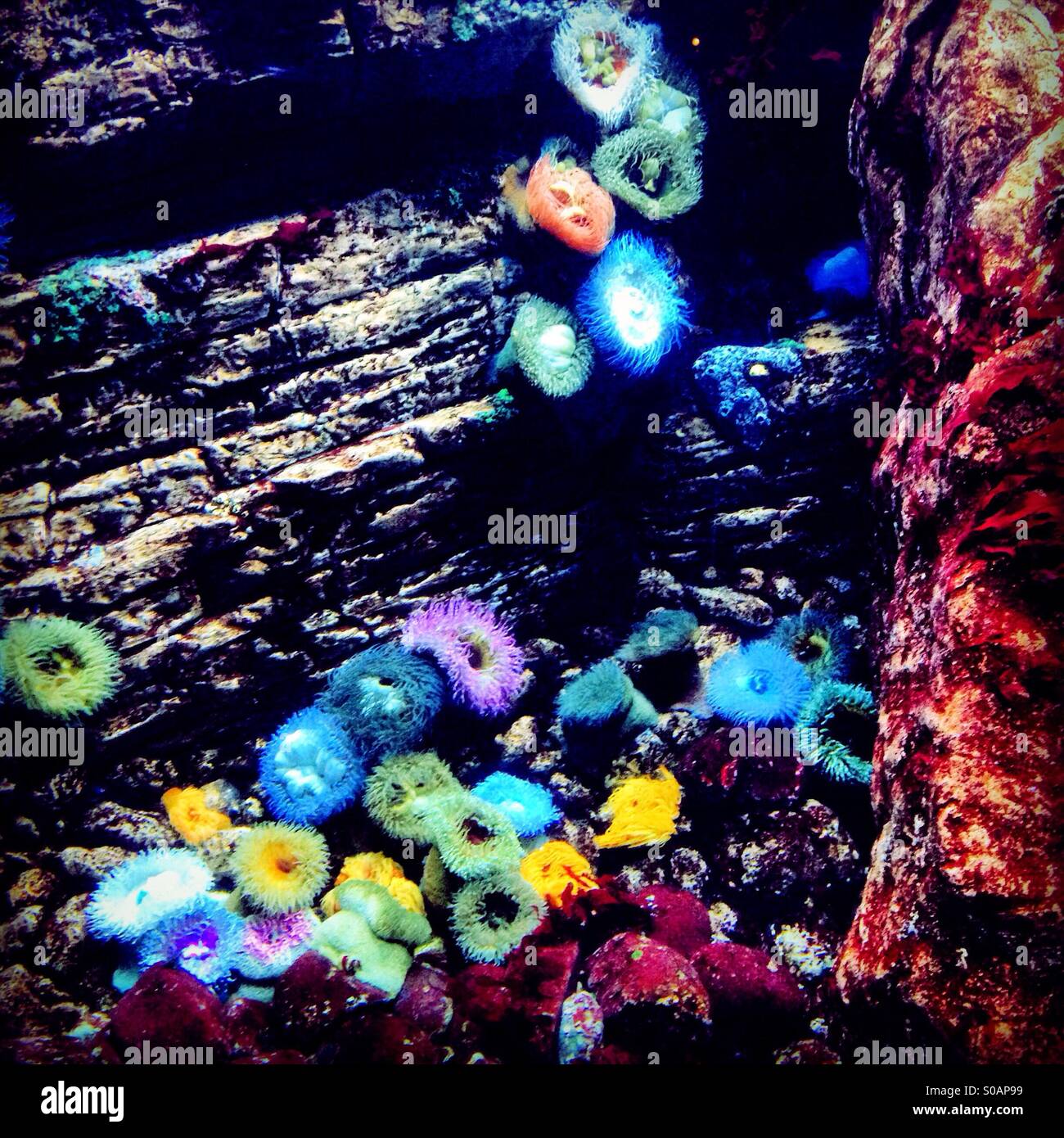 Marine plantlife hi-res stock photography and images - Alamy