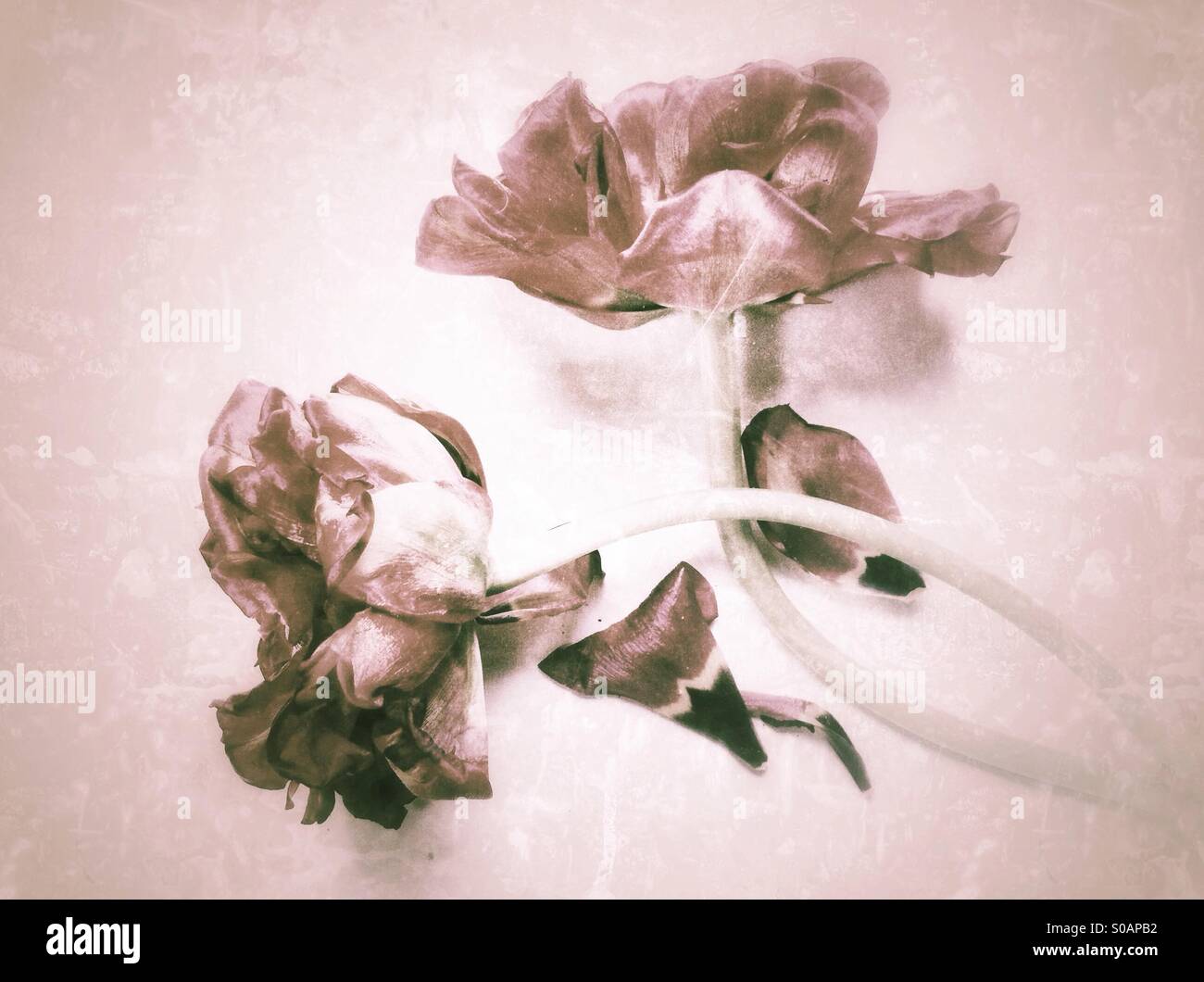 Two fluffy tulips intertwined together Stock Photo - Alamy