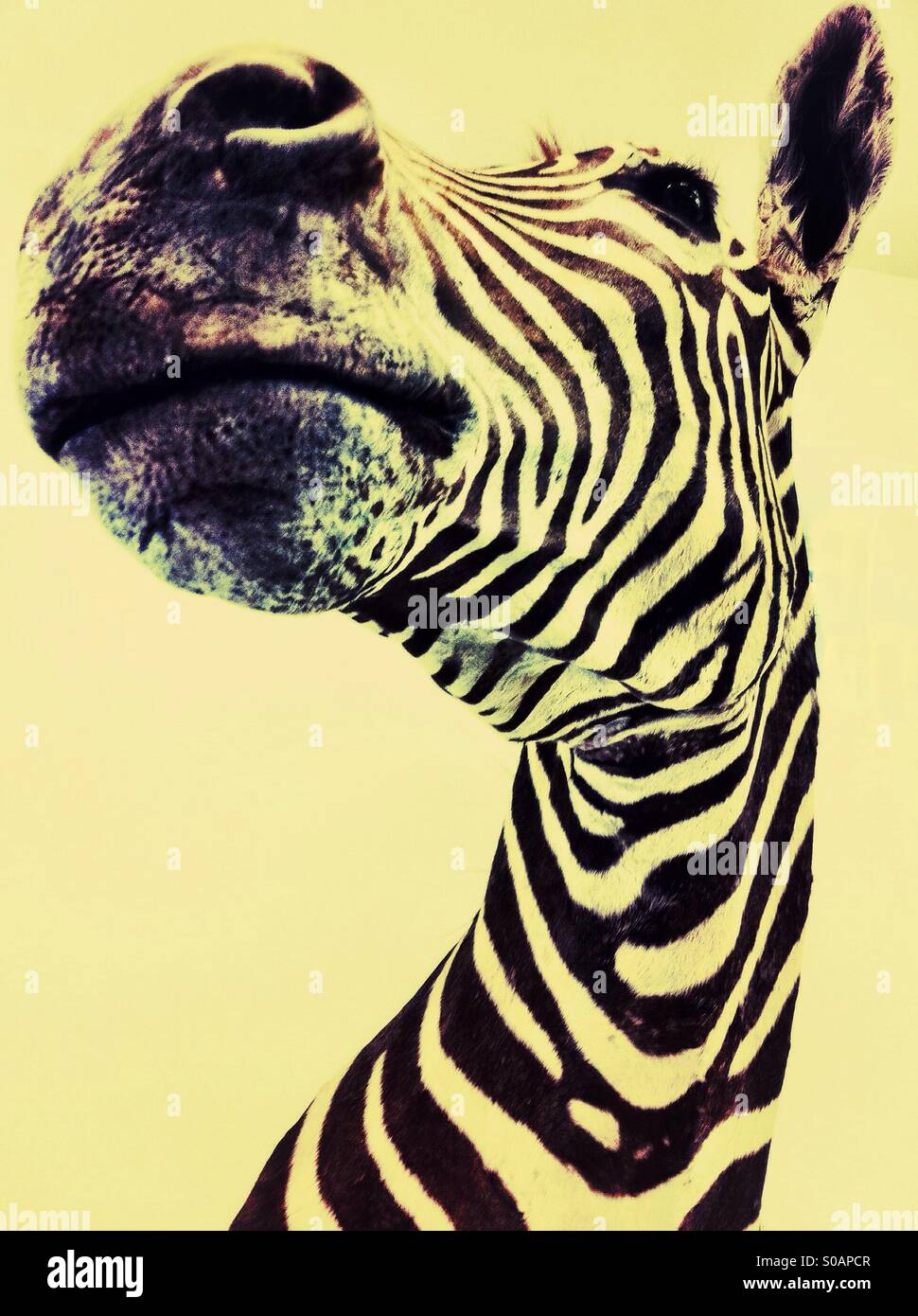 Museum Zebra High Resolution Stock Photography and Images - Alamy