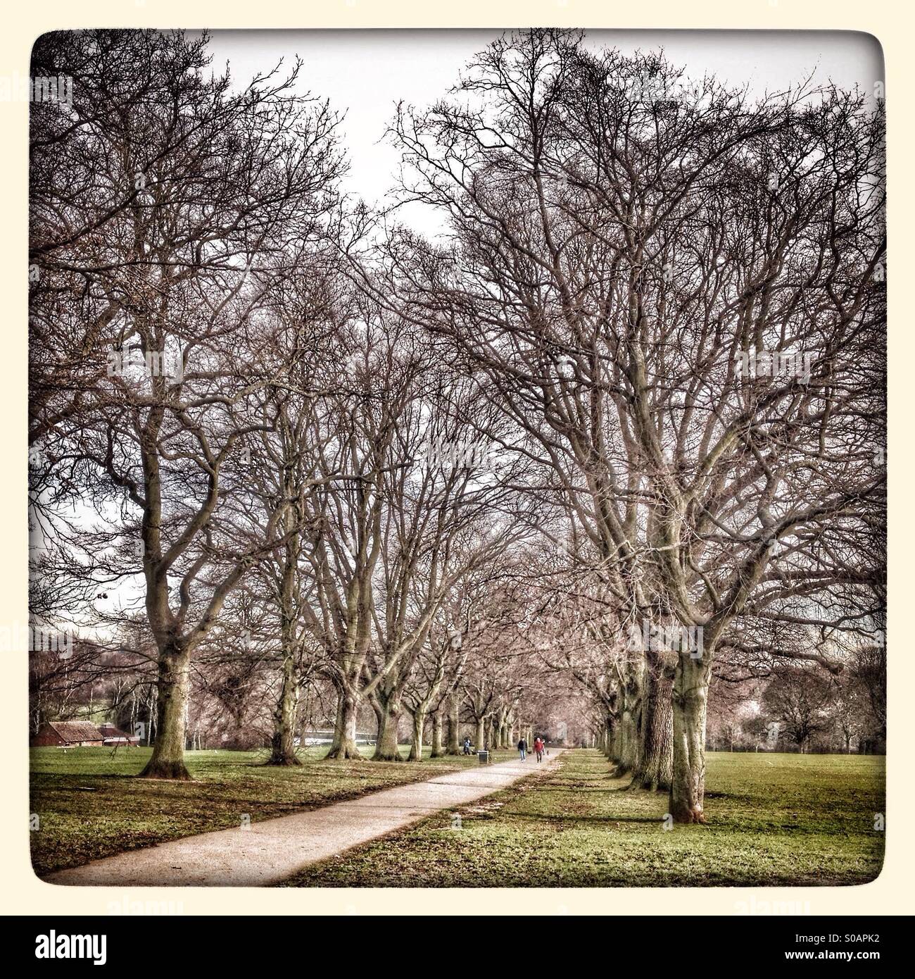 A path through tall Winter trees, Abington Park, Northampton, UK Stock ...