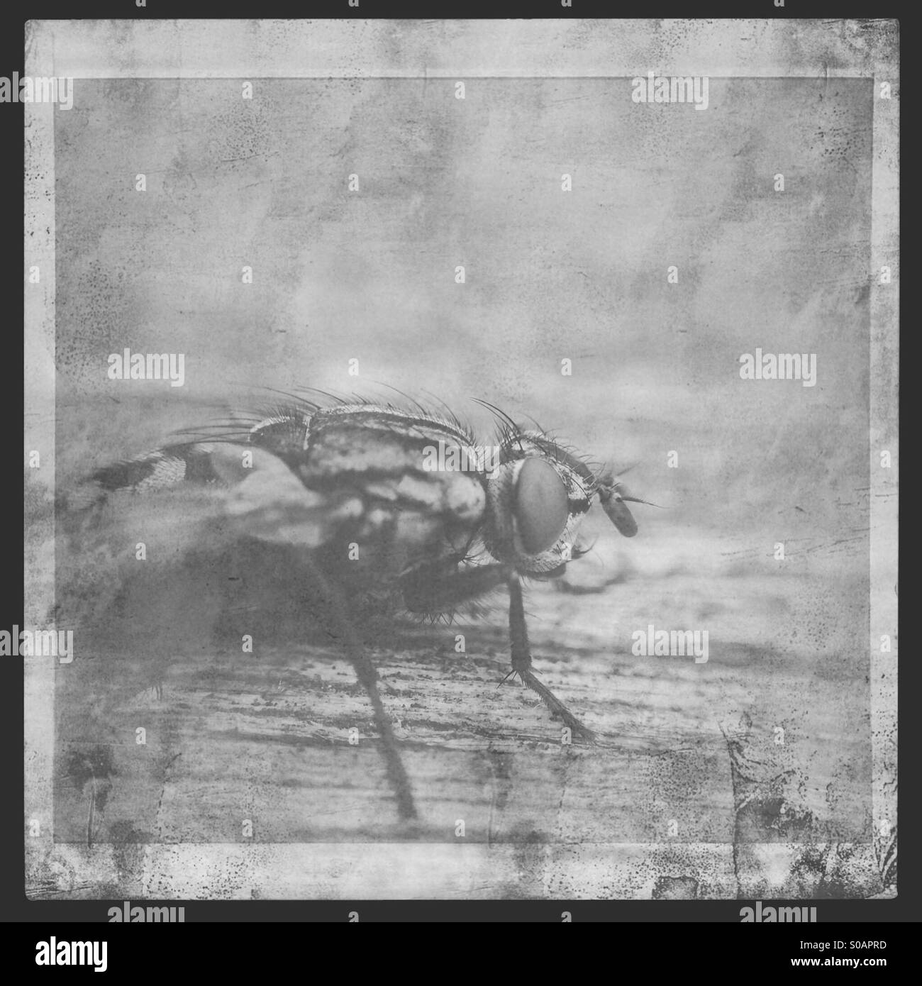 Fly Black and White Stock Photos & Images - Alamy