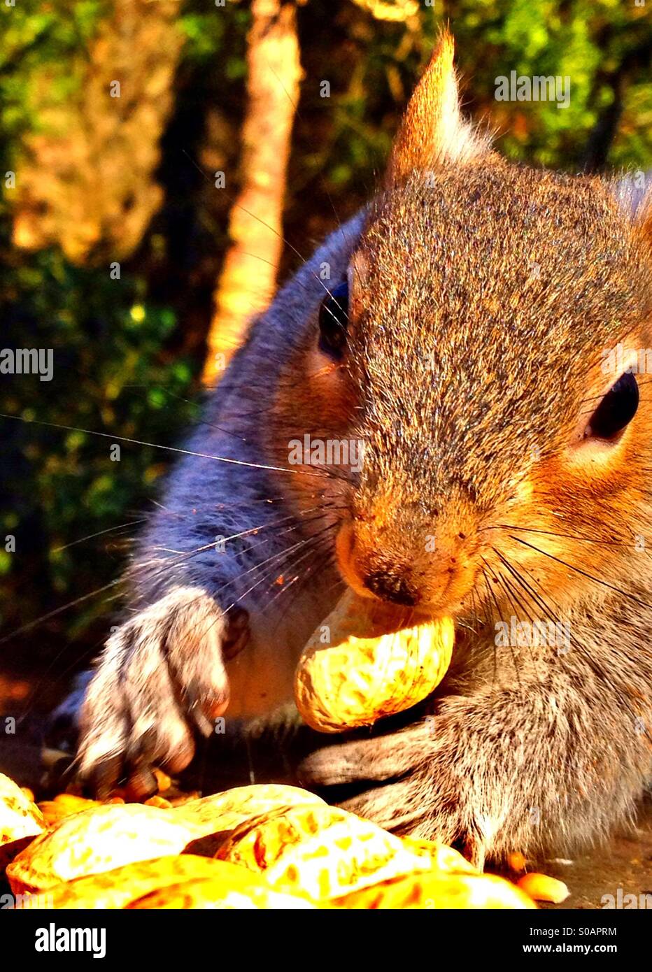 Squirrel eating peanut Stock Photo - Alamy