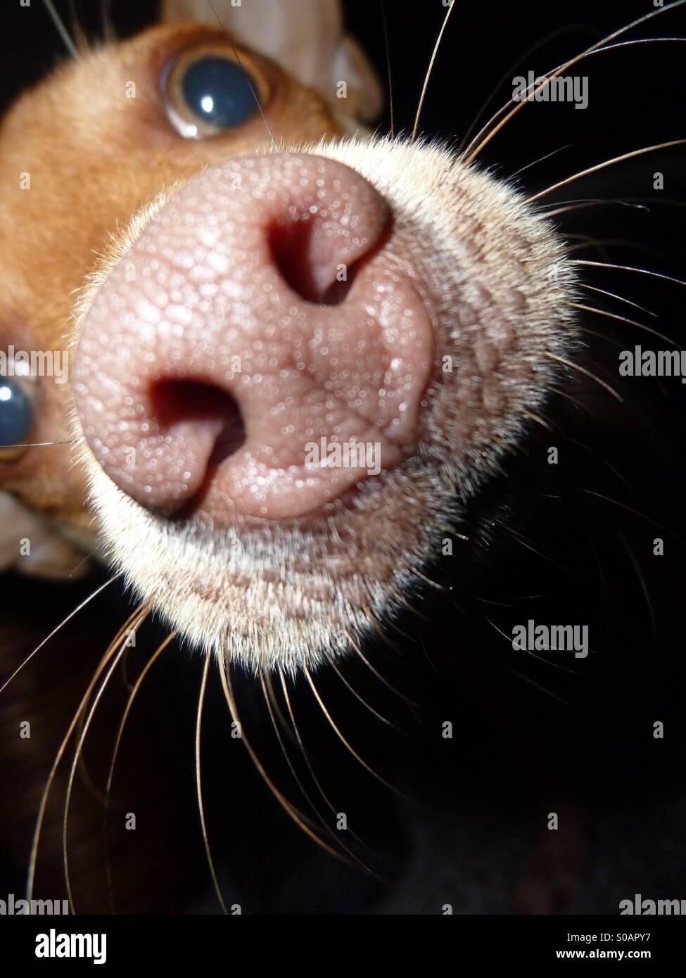 Nose sniffing hi-res stock photography and images - Alamy