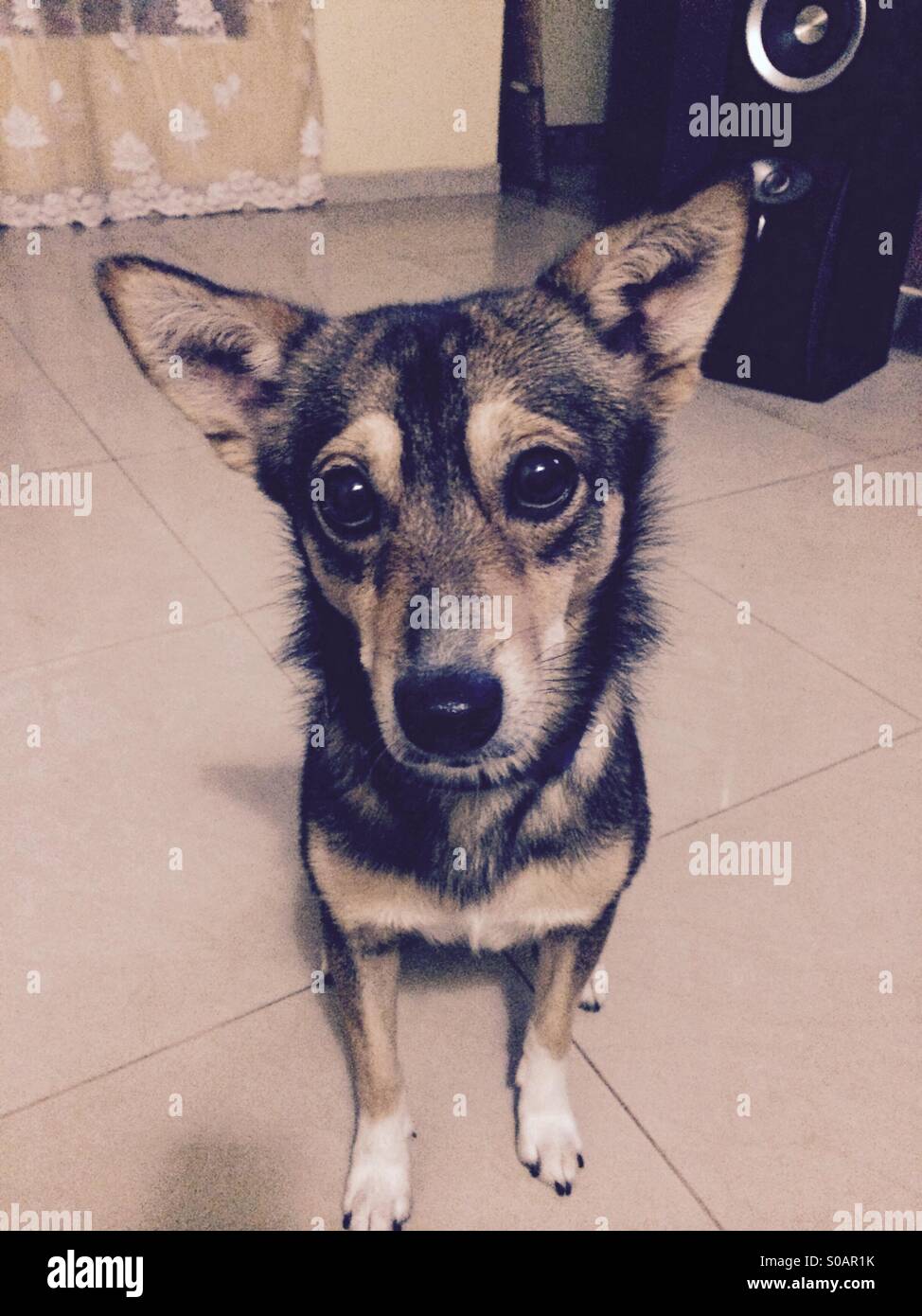 Zoro the dog hi-res stock photography and images - Alamy