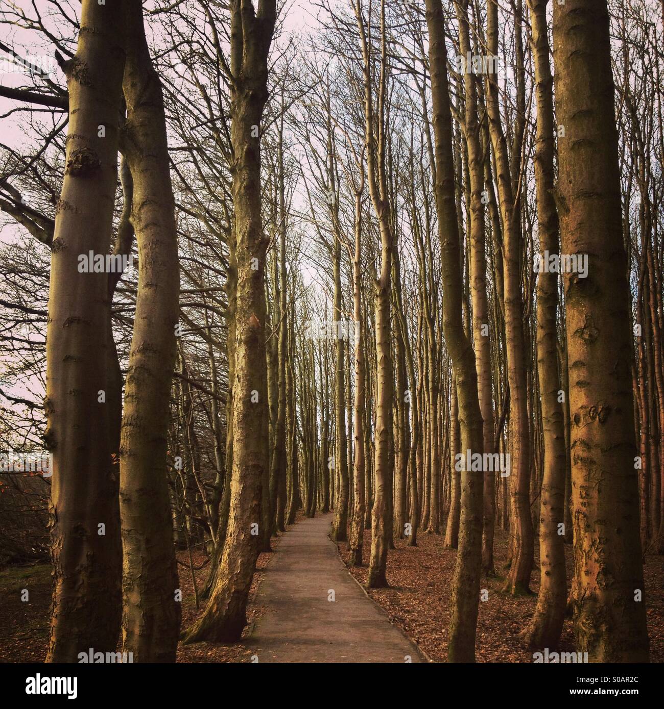 Path trees hi-res stock photography and images - Alamy