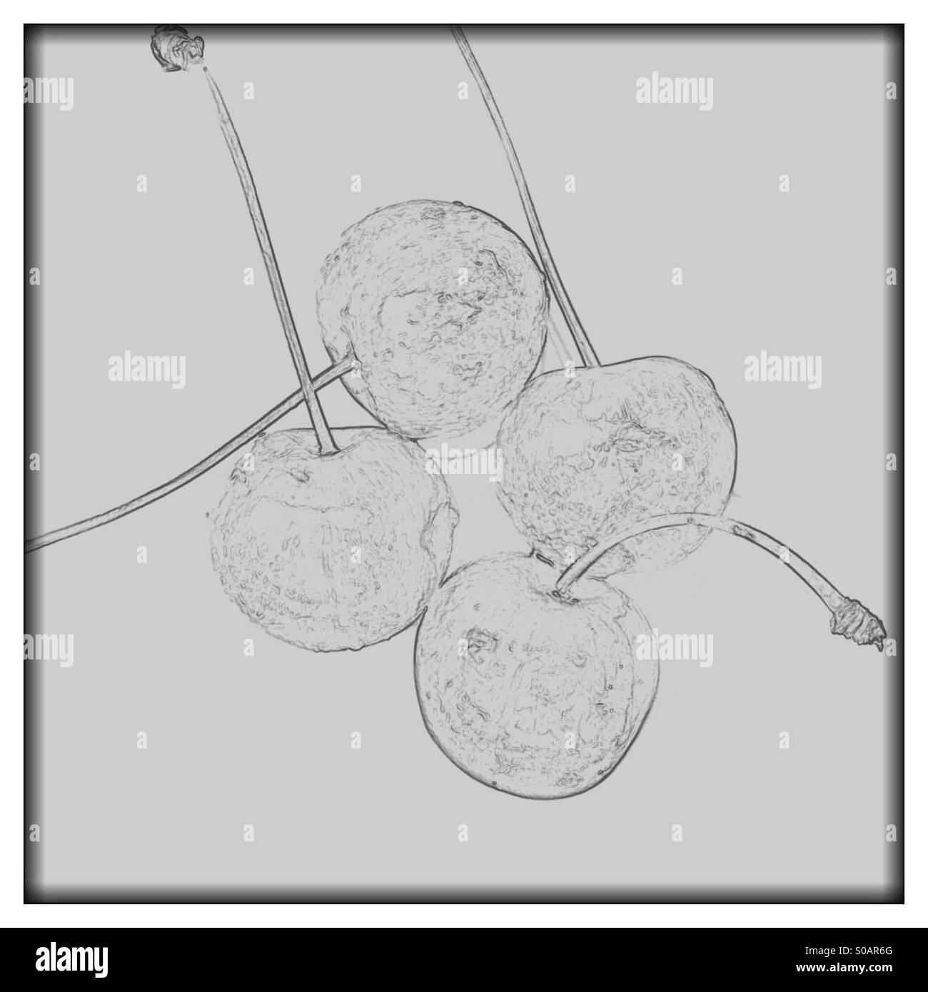 Cherries sketch hi-res stock photography and images - Alamy