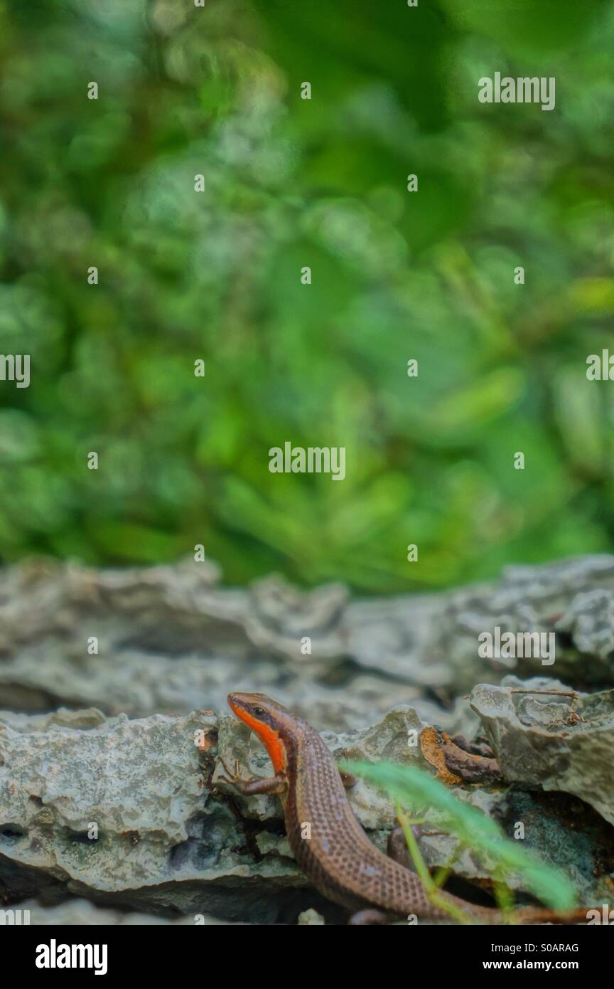 Lizard of philippines hi-res stock photography and images - Alamy