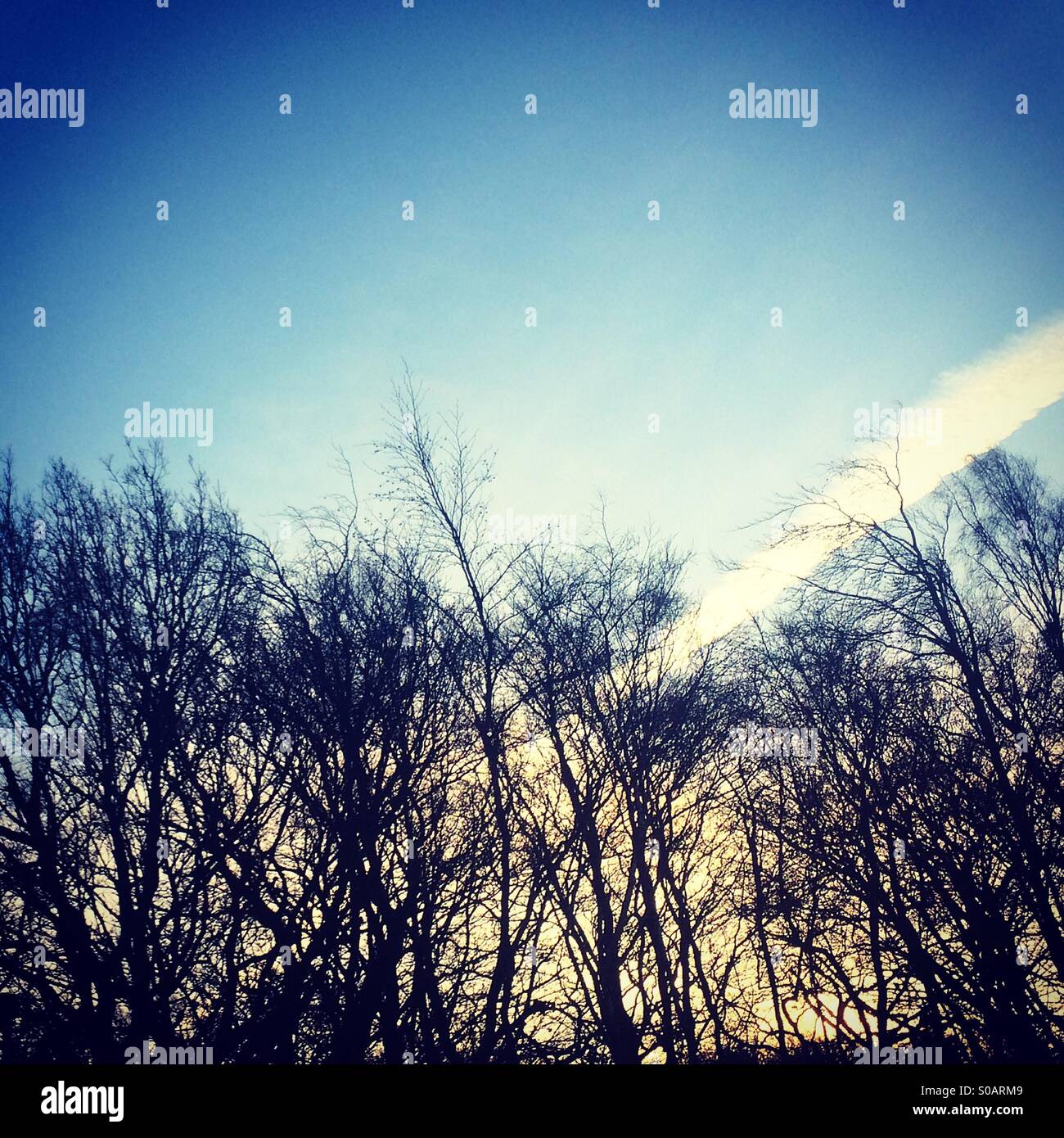 Tree line with blue sky Stock Photo - Alamy