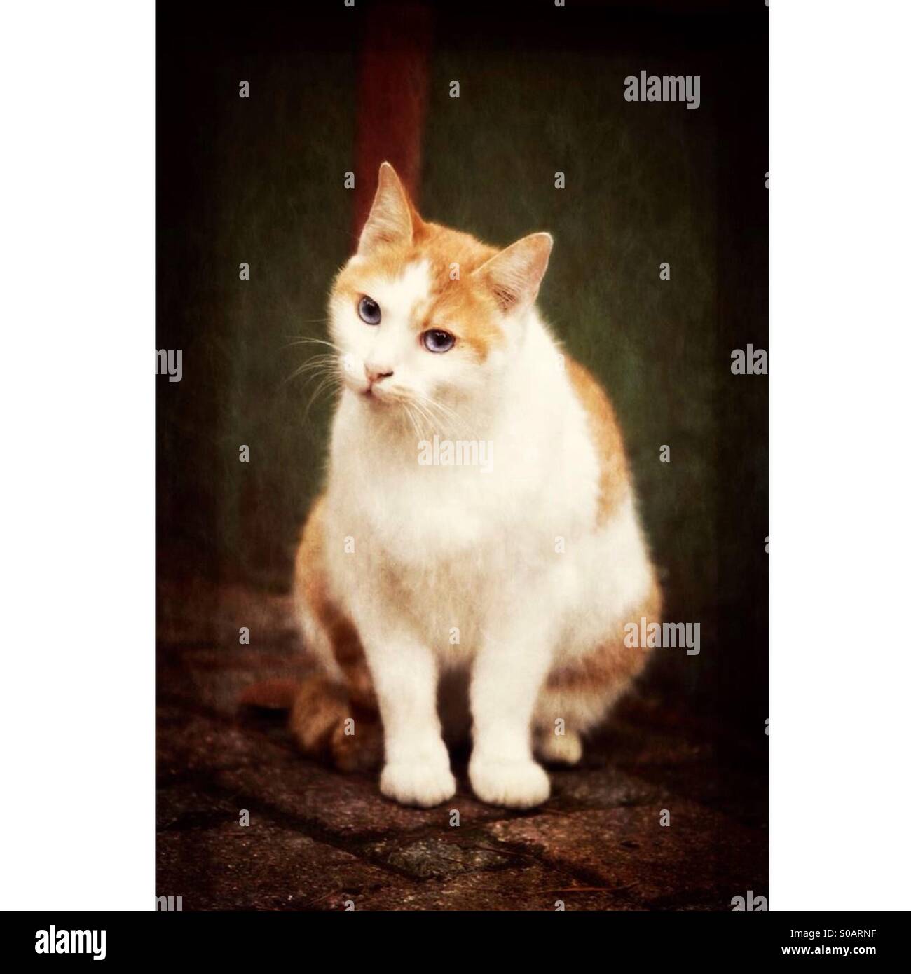 Yellow cat cat hi-res stock photography and images - Alamy