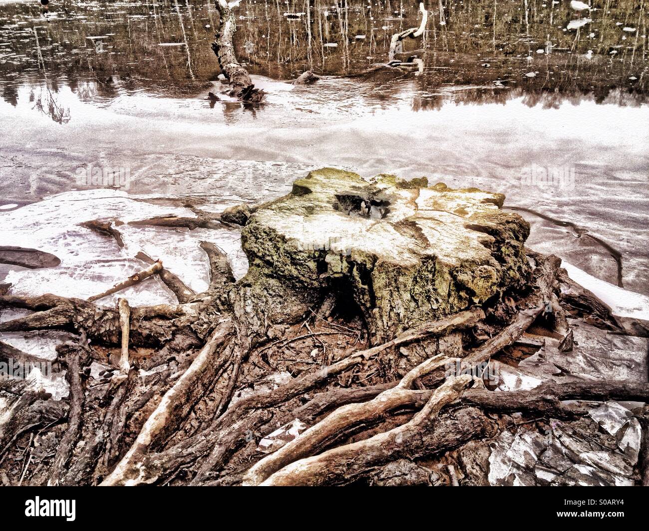 Ice covered tree roots Stock Photo - Alamy