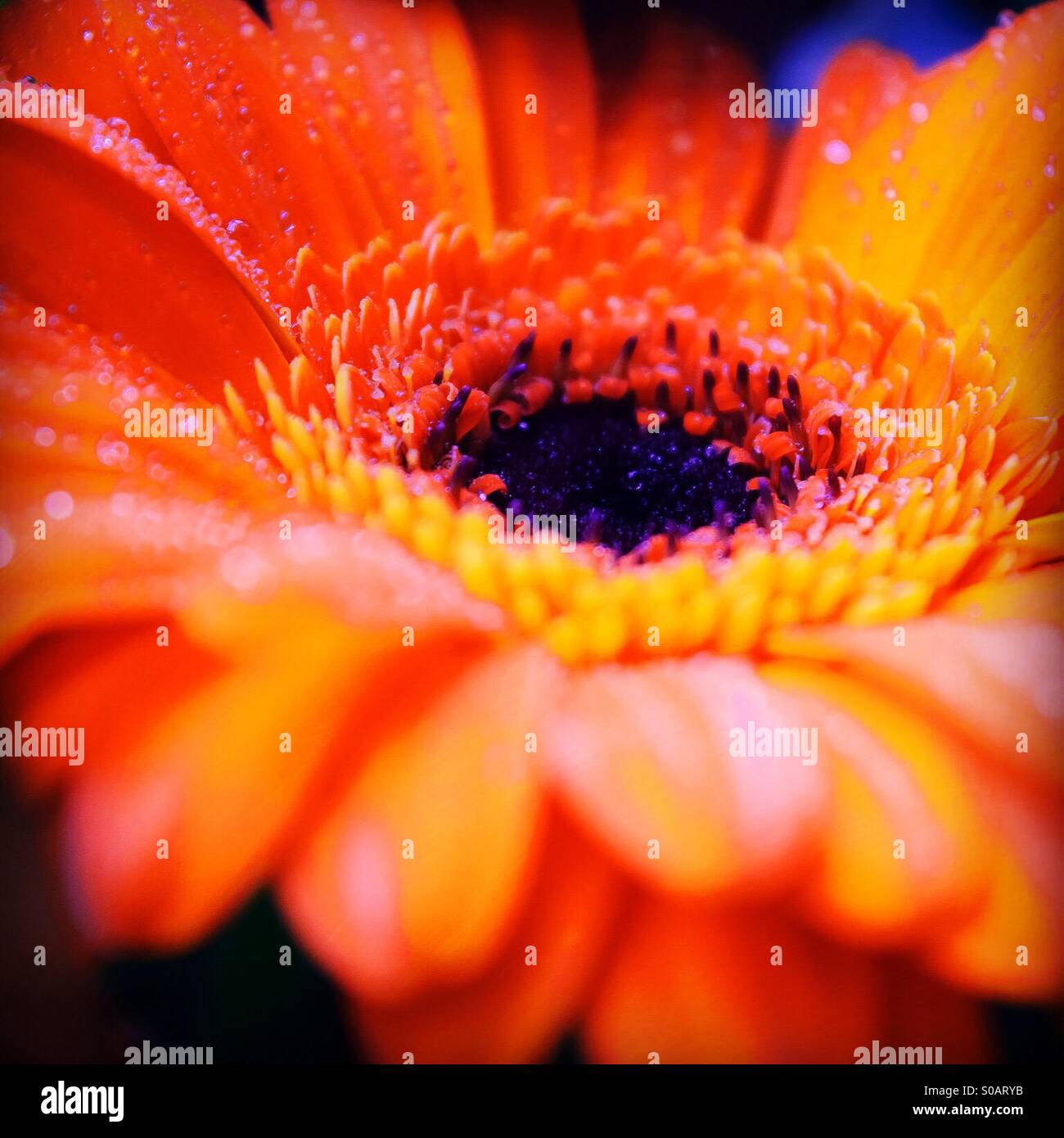 Gerbera macro hi-res stock photography and images - Alamy