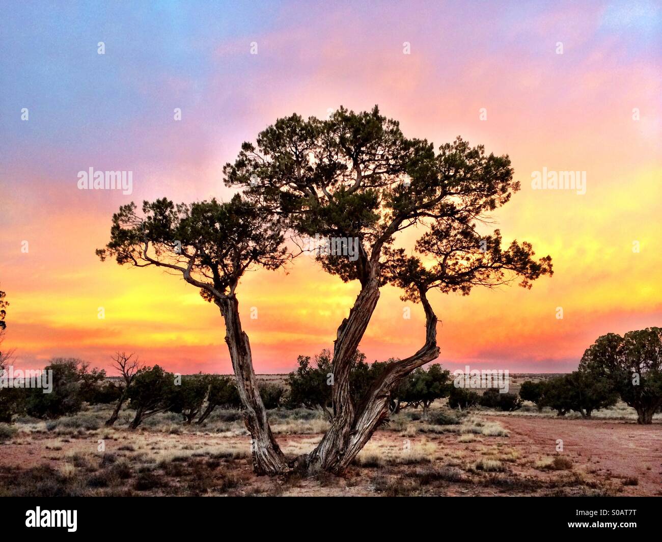 Juniper tree sunset hi-res stock photography and images - Alamy