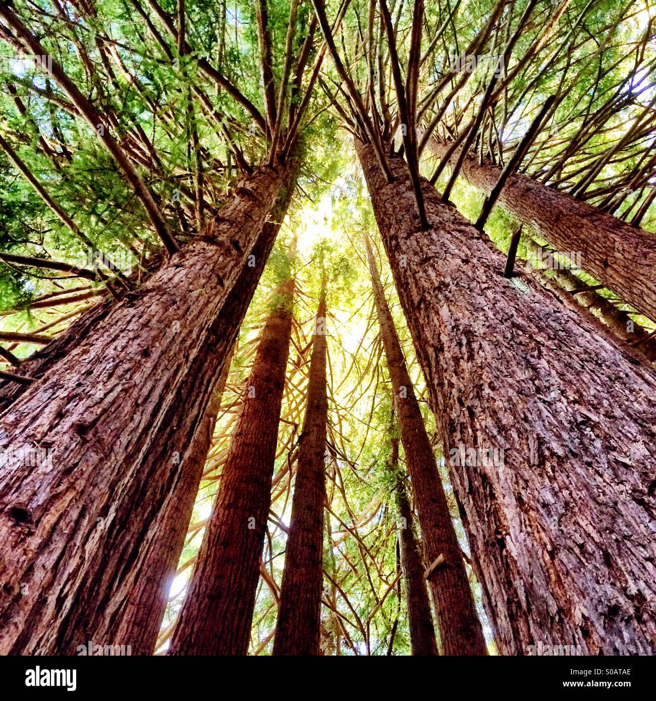 Redwood light hi-res stock photography and images - Alamy