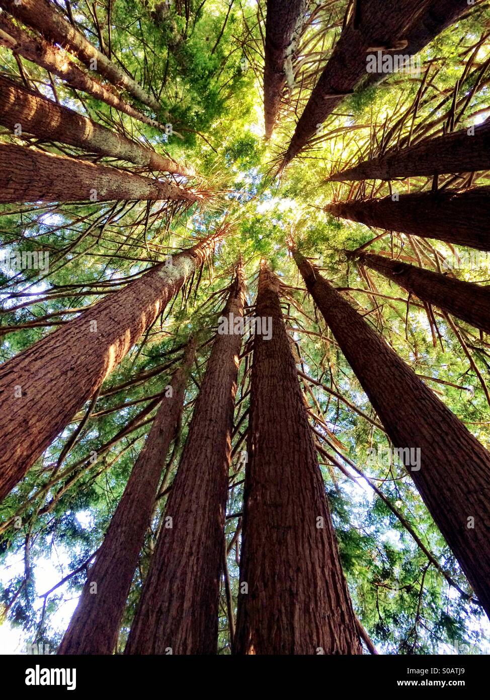 Redwood Grove Zen Stock Photo - Alamy