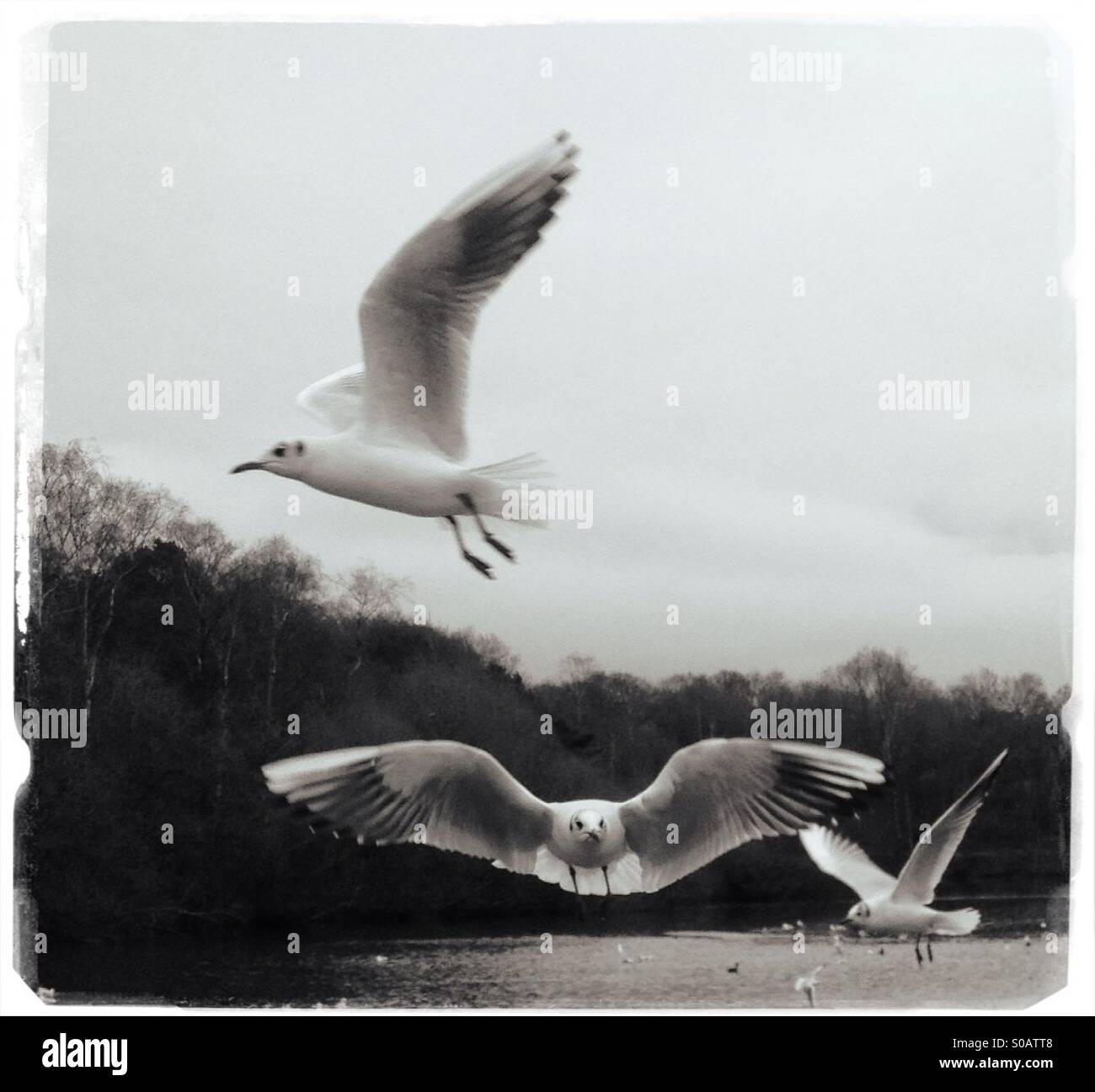 Seagulls in flight Stock Photo - Alamy