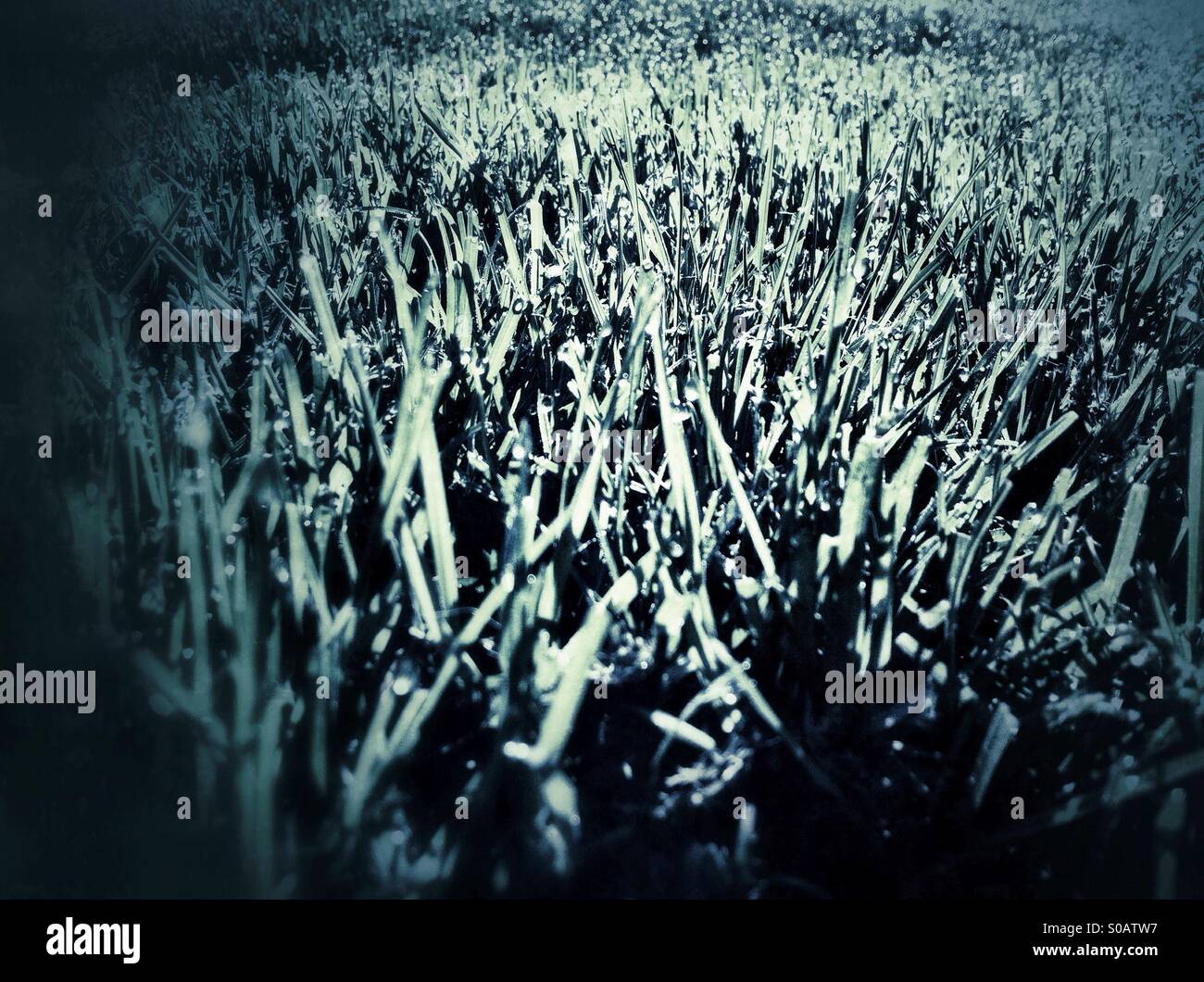 Field of grass from low angle Stock Photo - Alamy