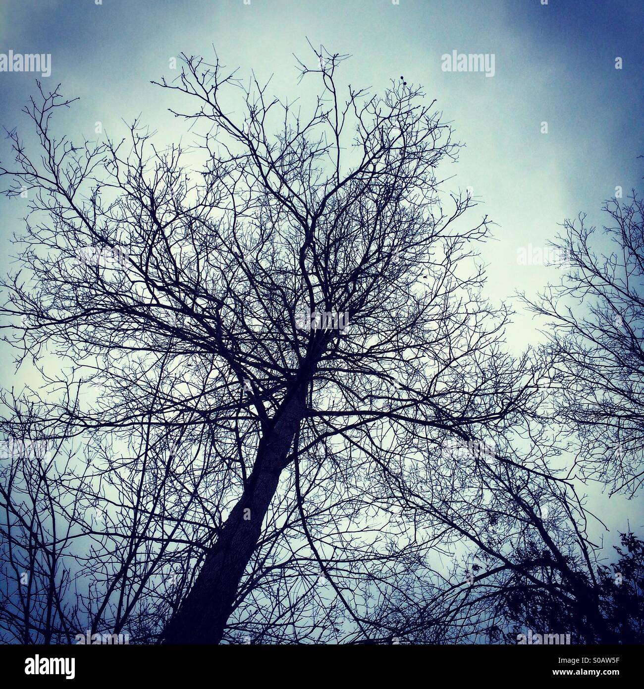 Baron tree hi-res stock photography and images - Alamy