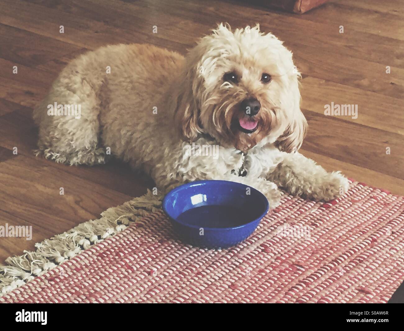 Goldendoodle hi-res stock photography and images - Alamy