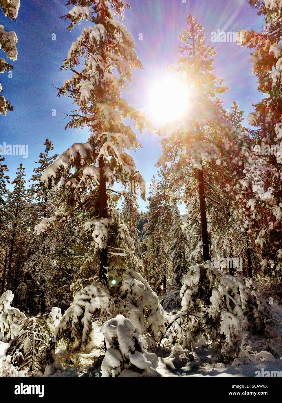 Cascadia forest hi-res stock photography and images - Alamy