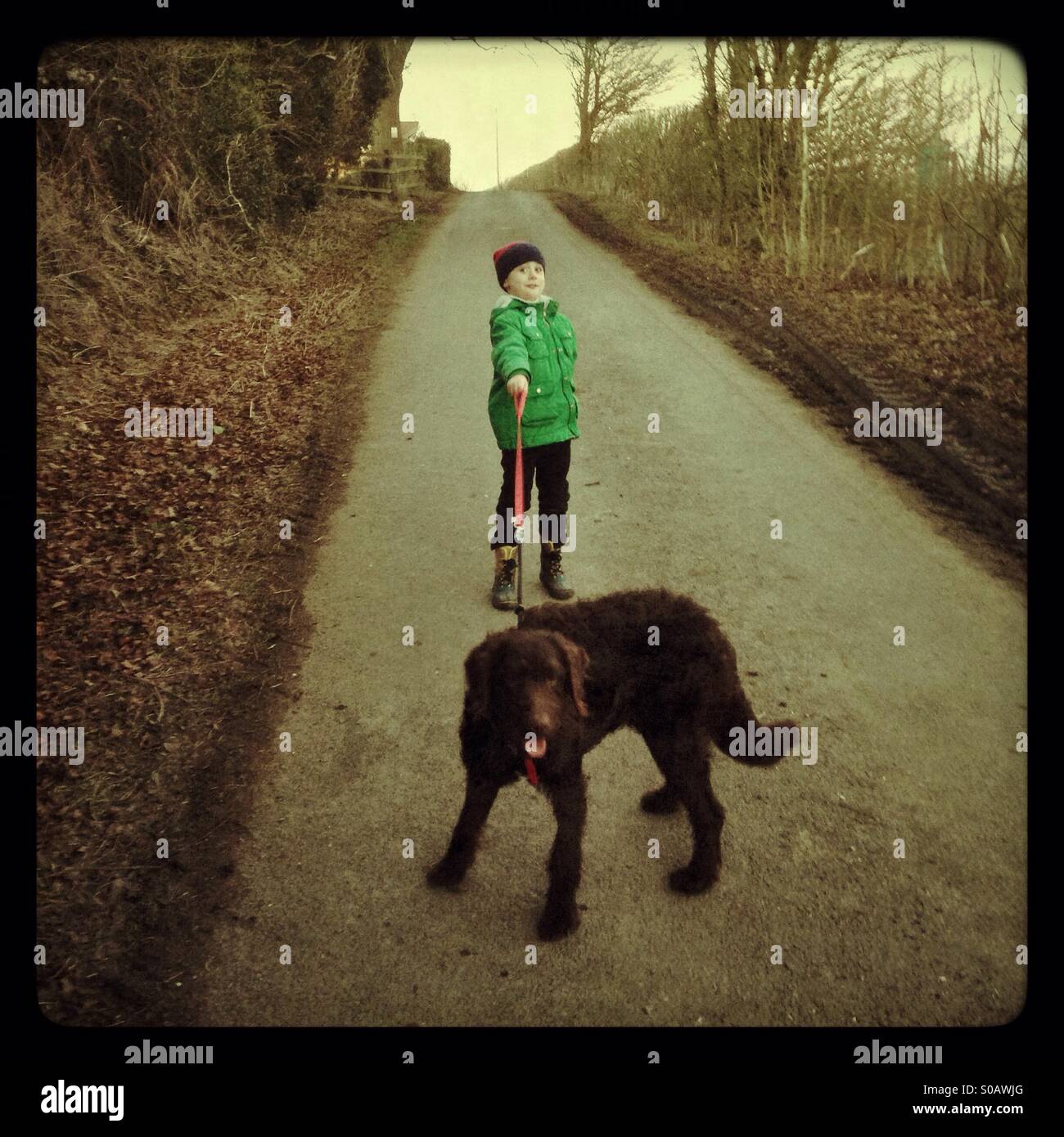 Five year old boy walking a labradoodle dog along a rural country lane ...