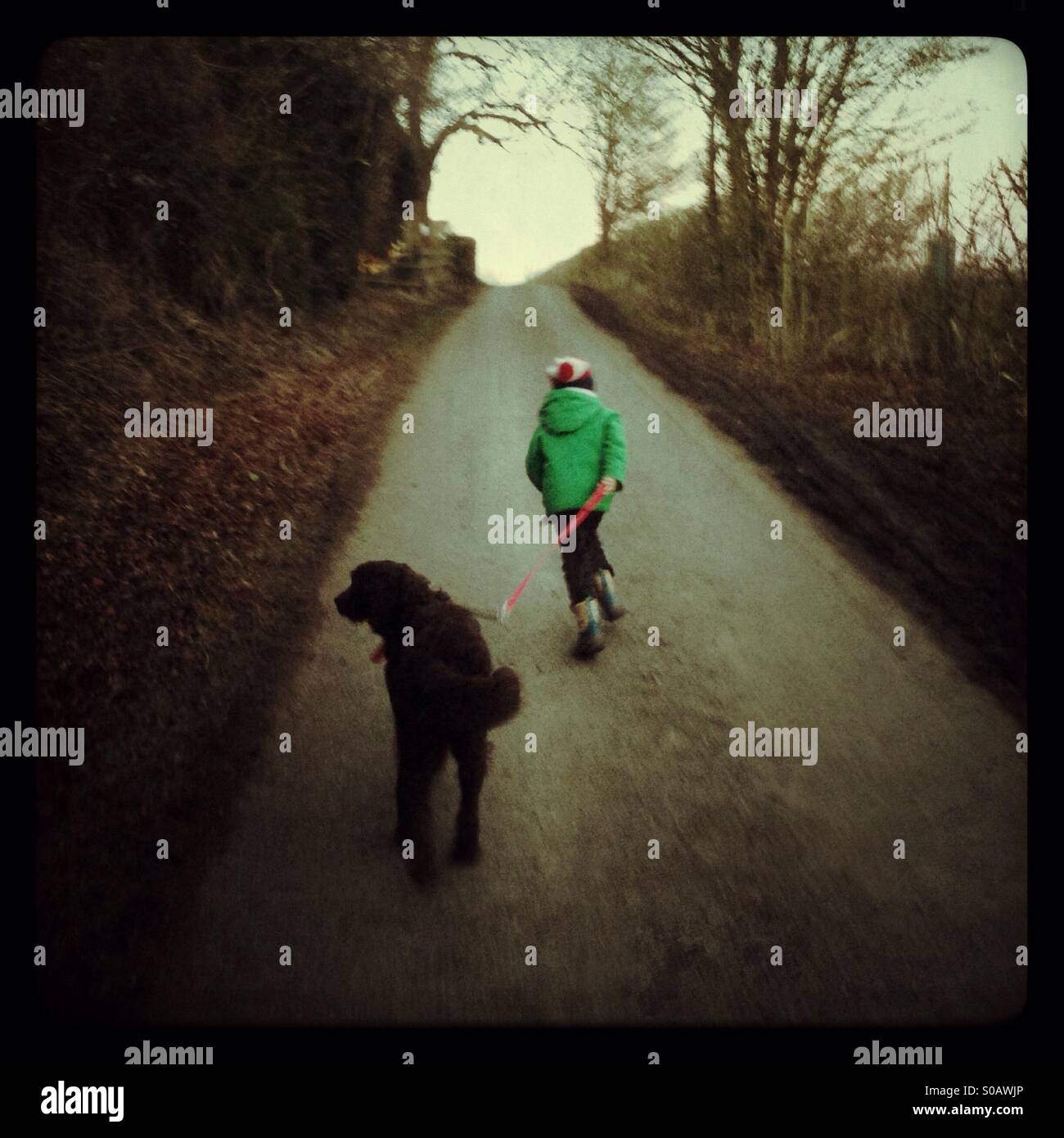 Five year old boy walking a labradoodle dog along a rural country lane ...