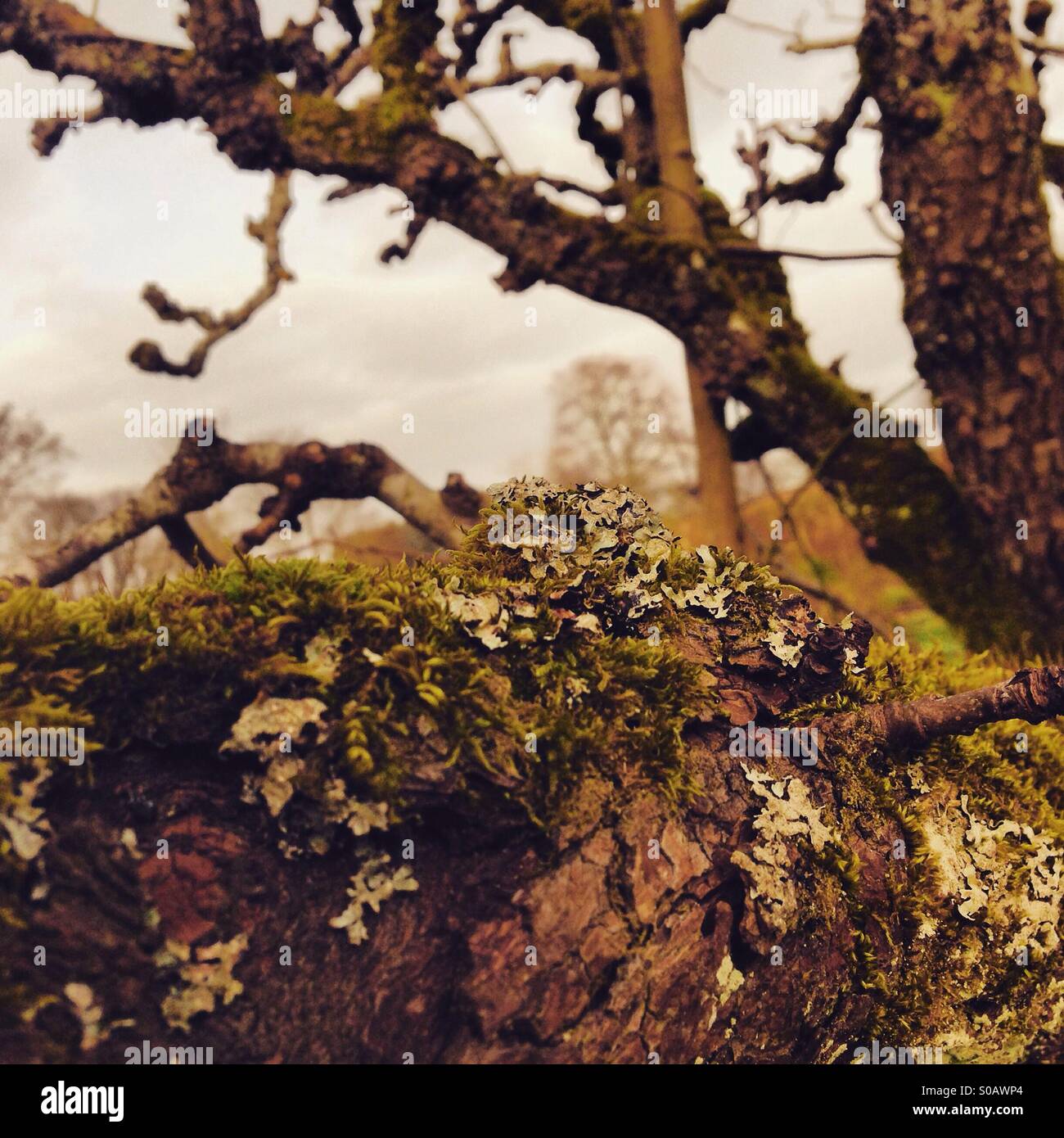 Lichen On Branch High Resolution Stock Photography and Images - Alamy