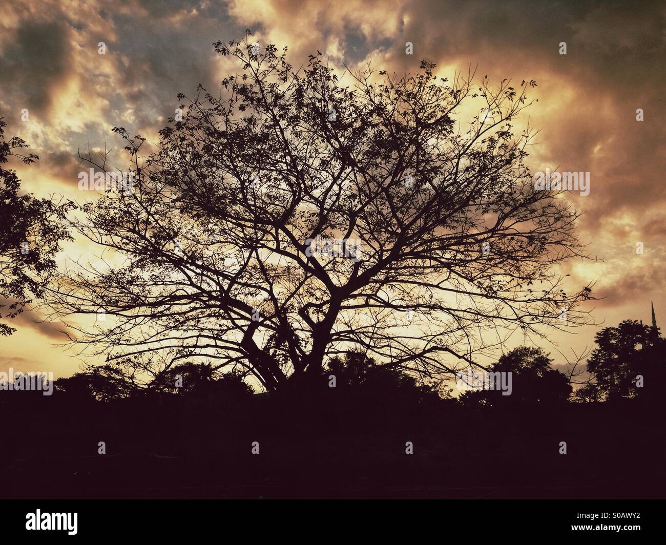Magnificent tree hi-res stock photography and images - Alamy