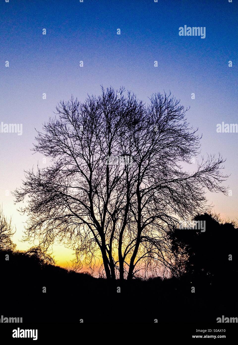 Silhouette of a tree in front of a sunset hi-res stock photography and ...