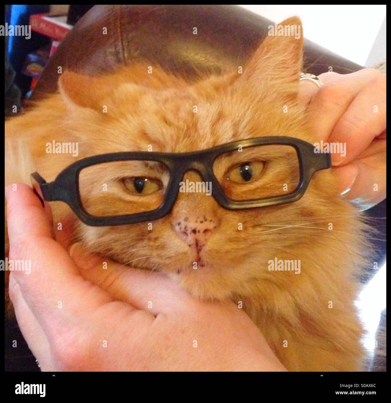 Glasses for cat hi-res stock photography and images - Alamy