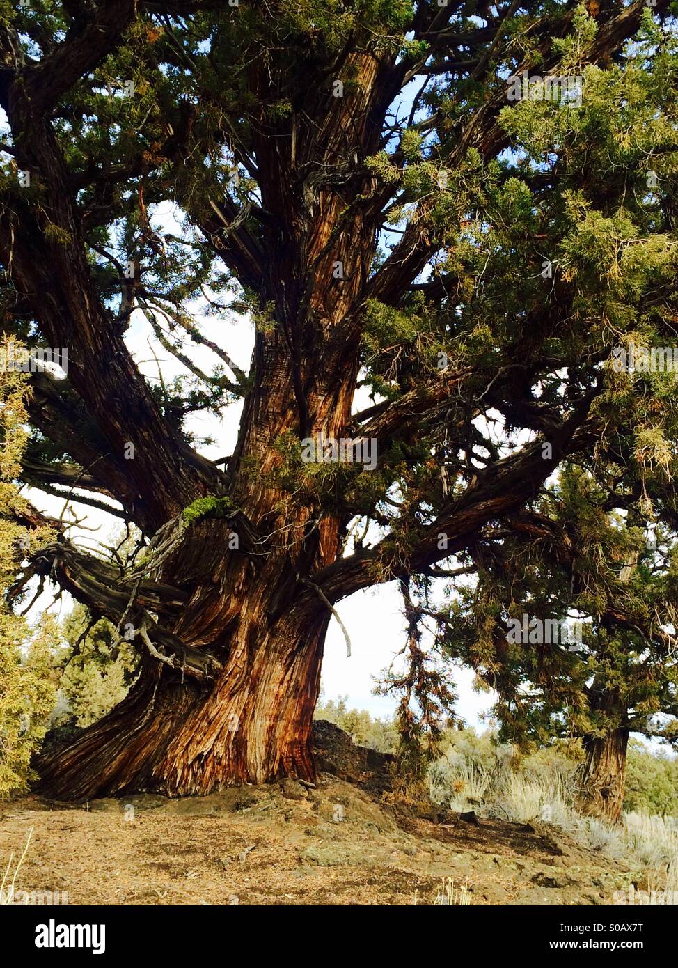 Oregon's 2000 year old ancient Juniper trees Stock Photo - Alamy