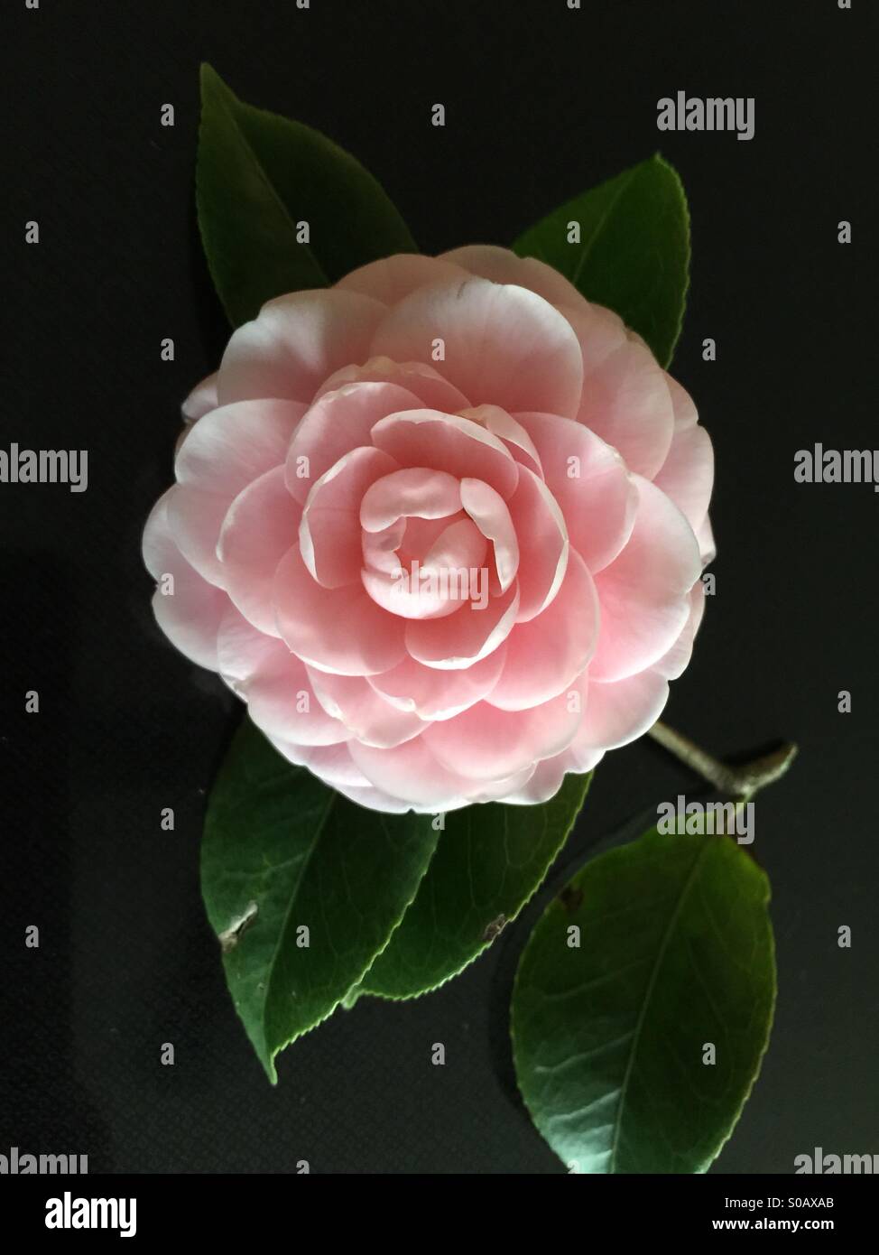 Fresh flower hi-res stock photography and images - Alamy