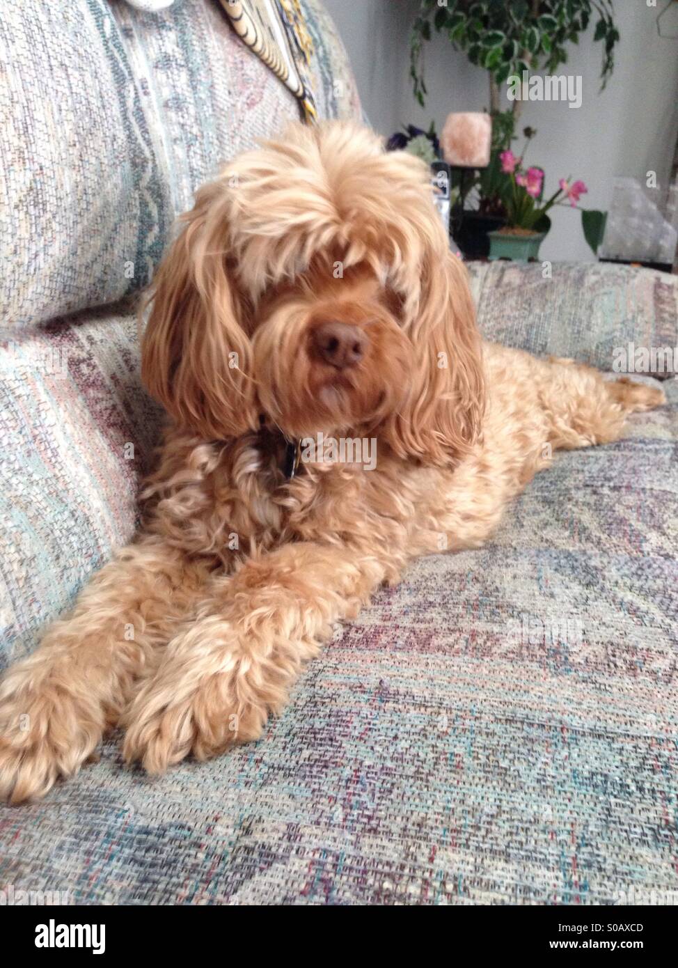 Cockapoo Cute Stock Photos & Cockapoo Cute Stock Images - Alamy