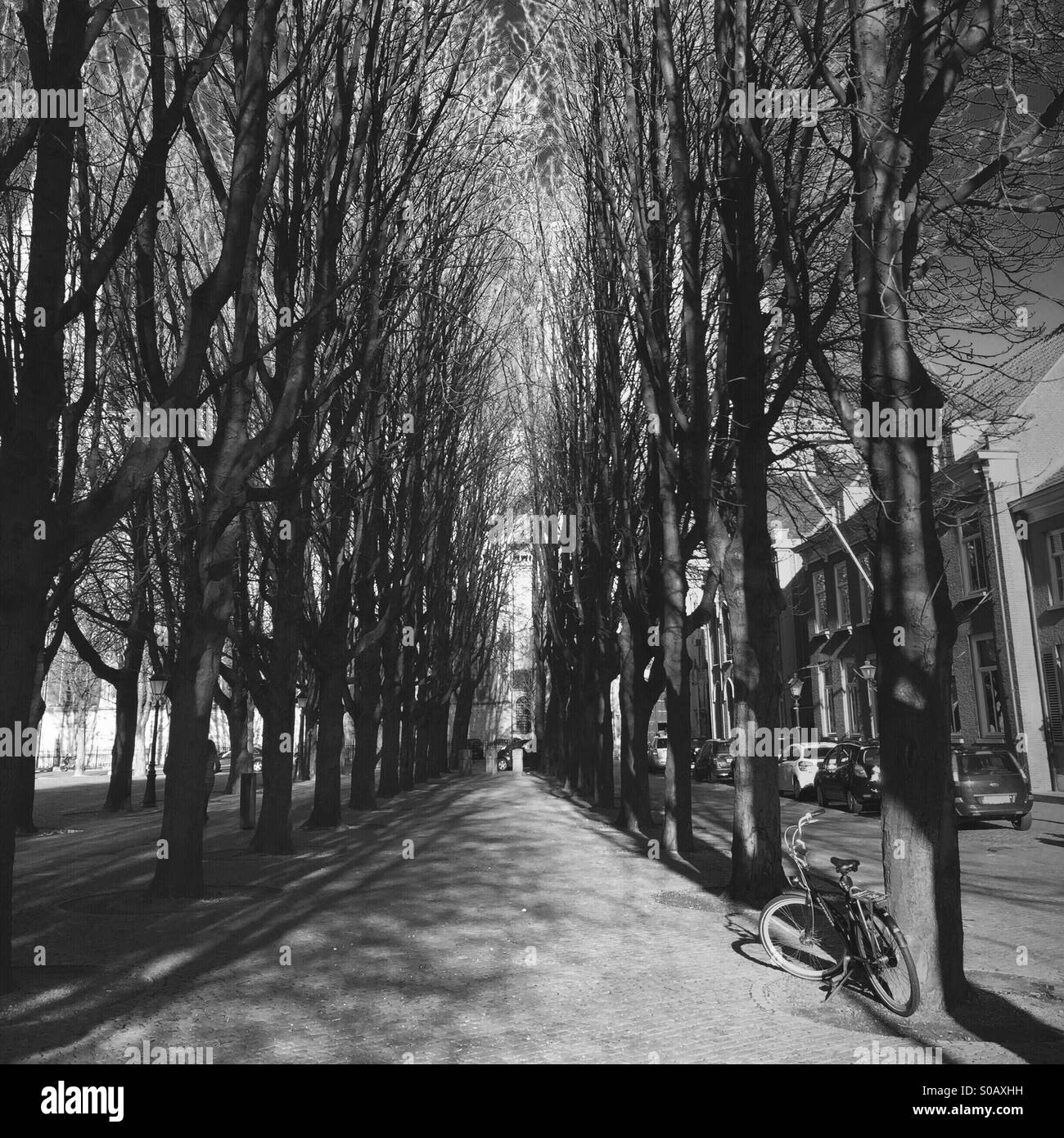 Tree lane hi-res stock photography and images - Alamy