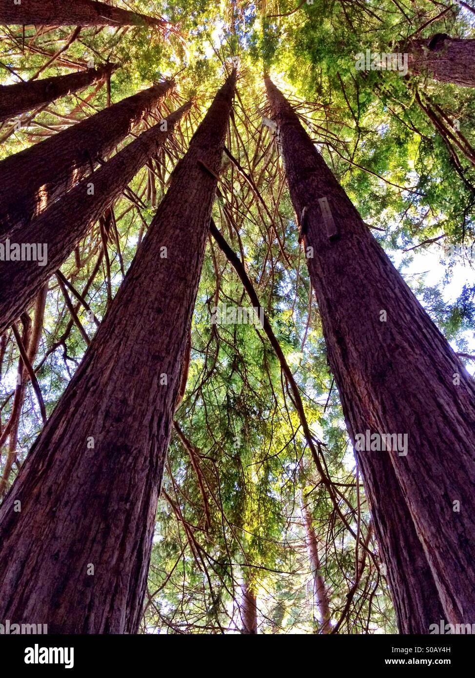 Tall beauty hi-res stock photography and images - Alamy