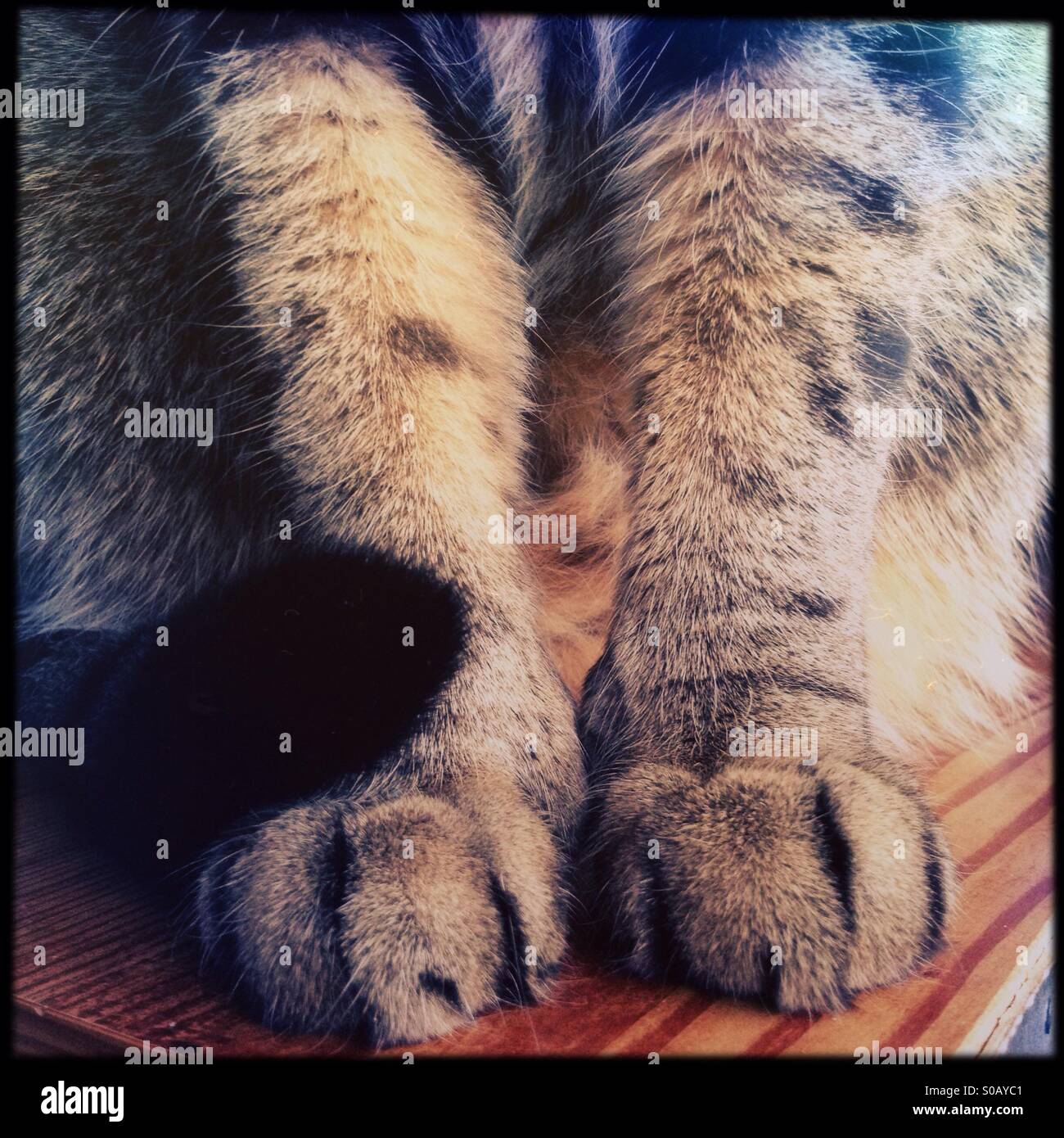 Big paws hi-res stock photography and images - Alamy