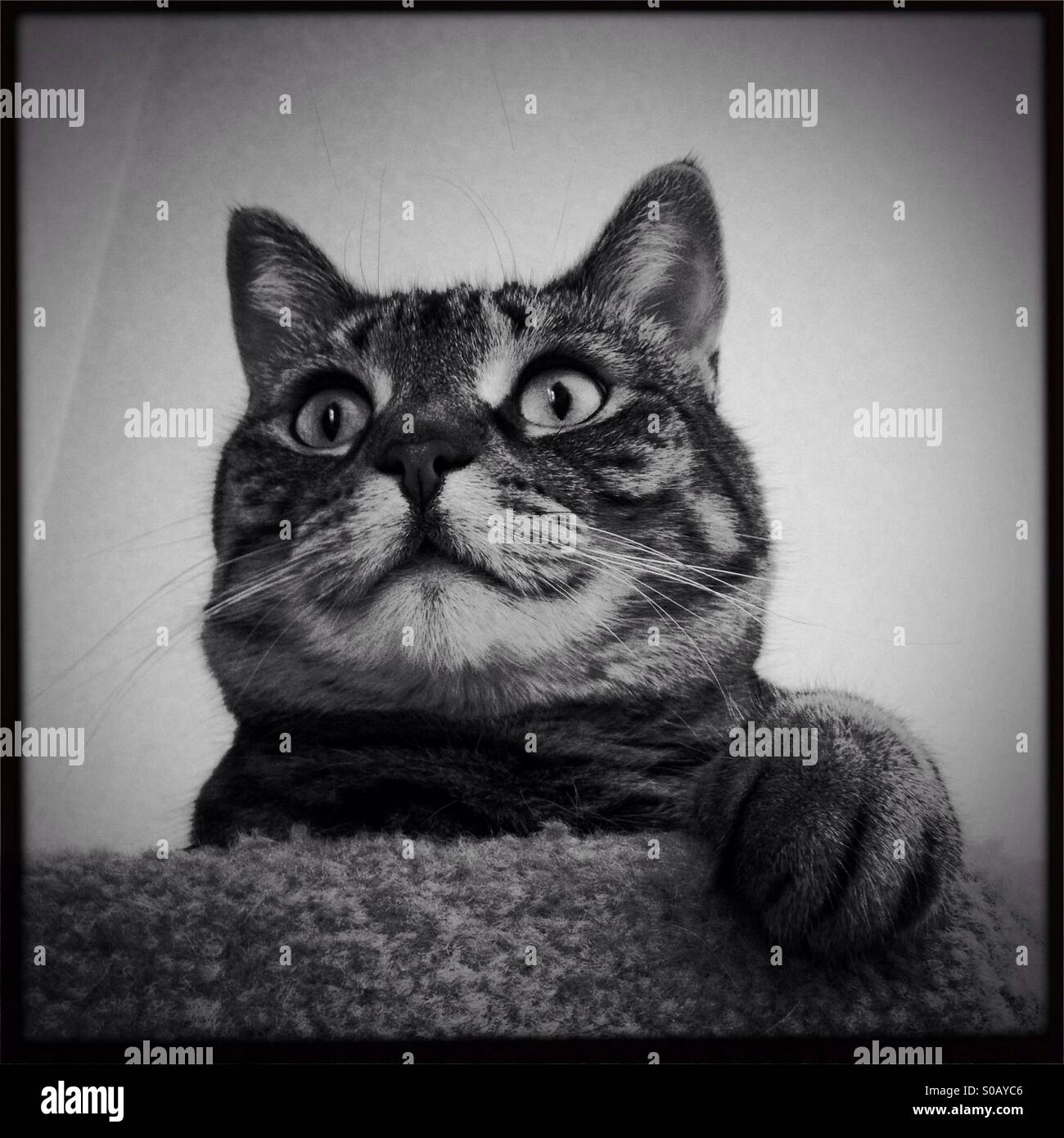 Animal point of view hi-res stock photography and images - Alamy