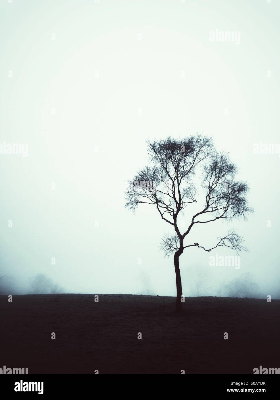 Single bare tree in the field Stock Photo - Alamy