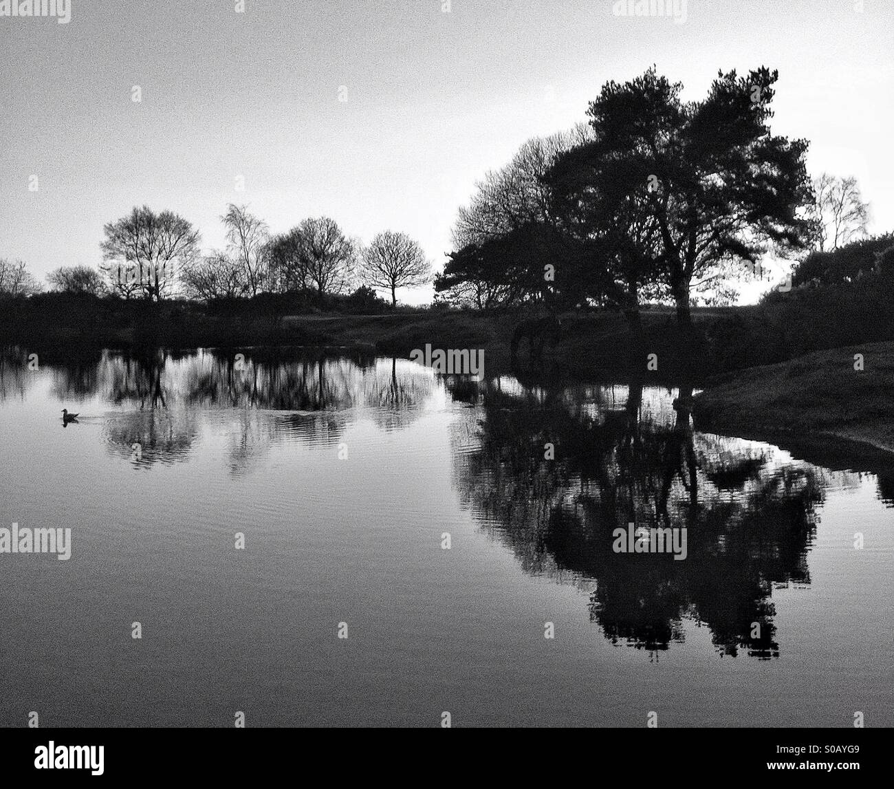New forest pond hi-res stock photography and images - Alamy