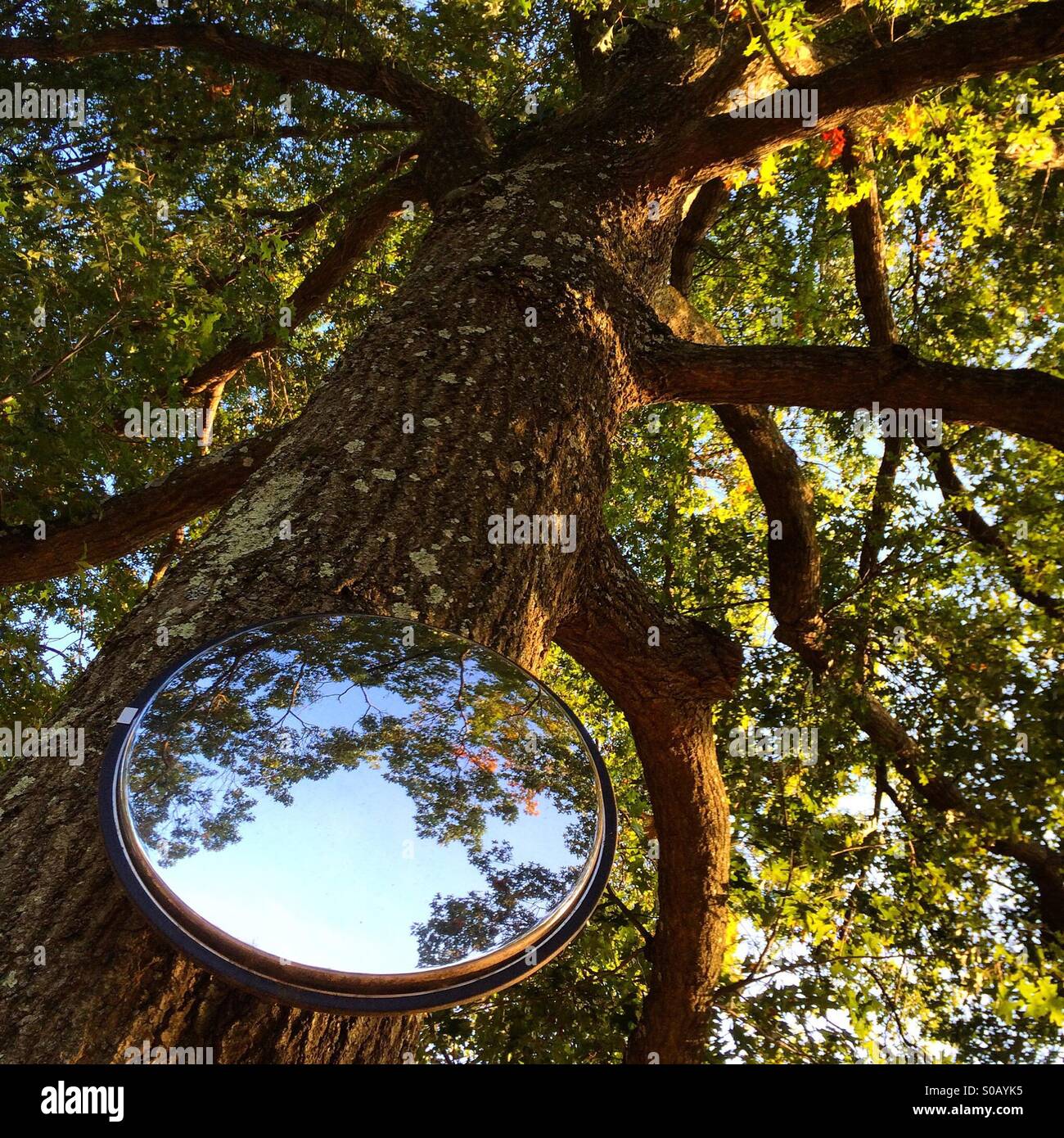 Round oak tree hi-res stock photography and images - Alamy
