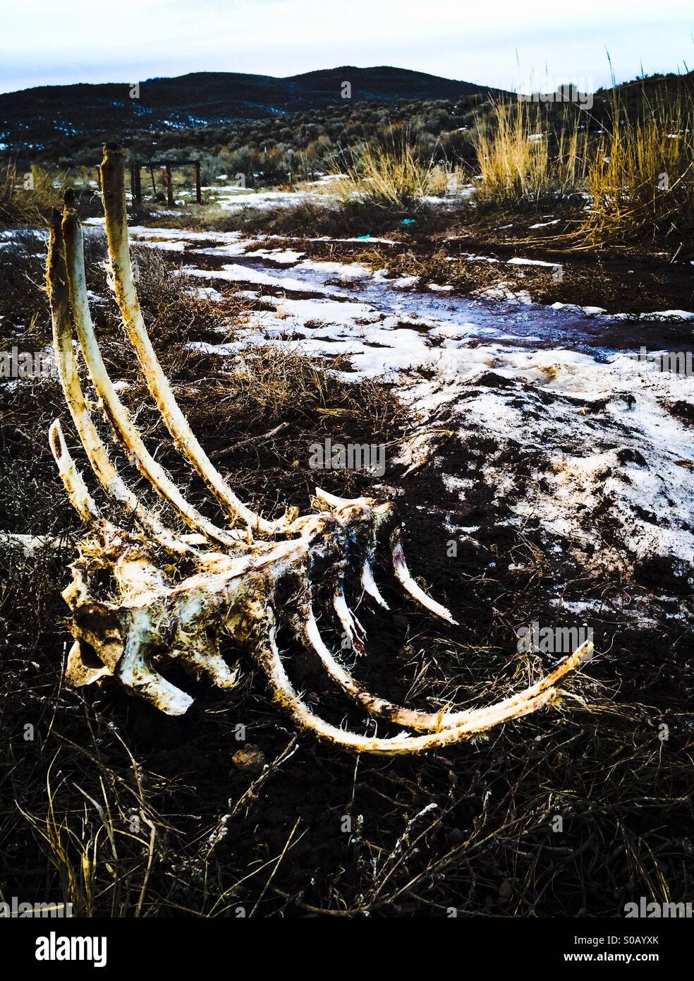 Deer carcass hi-res stock photography and images - Alamy