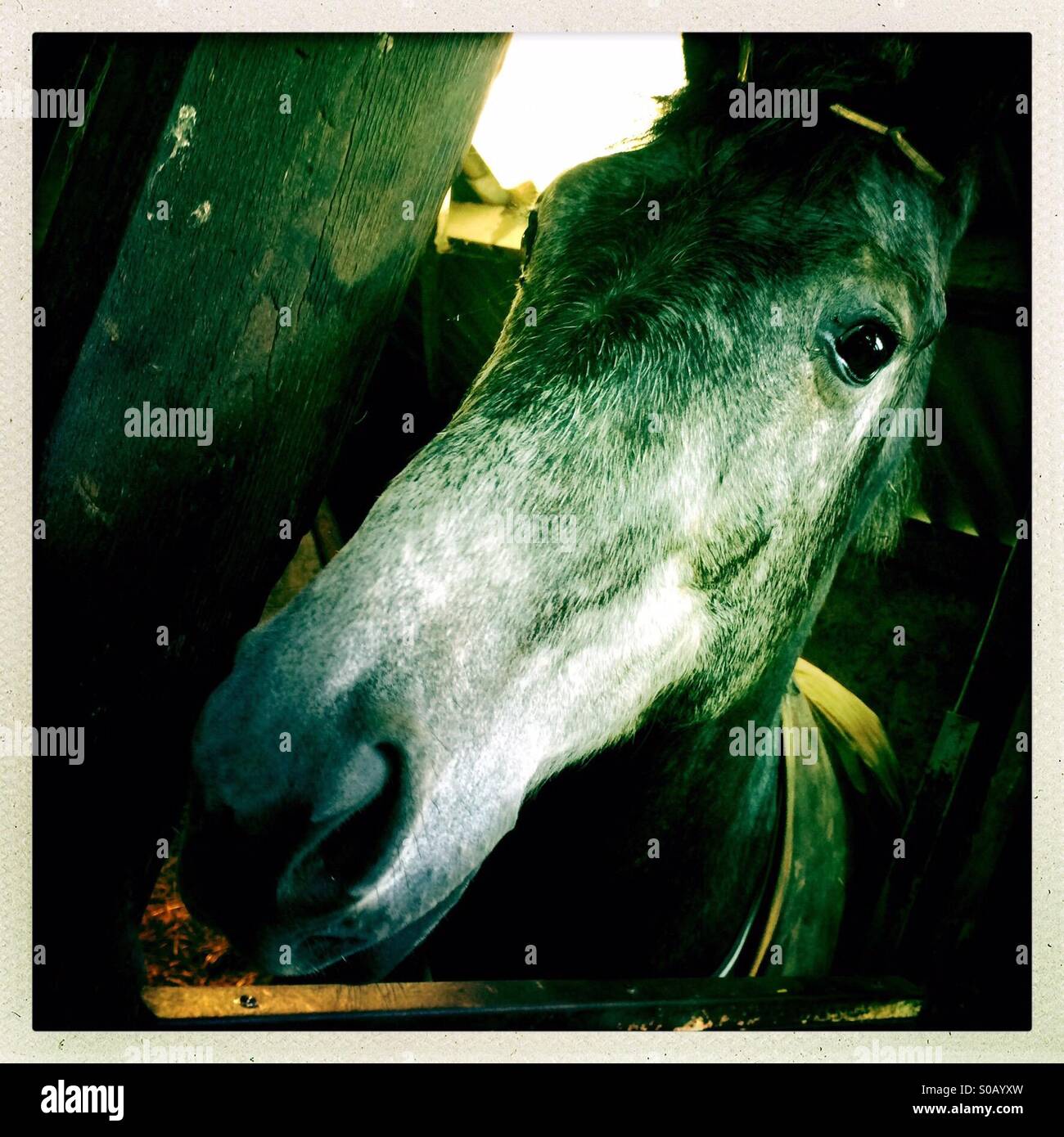 Animal stables hi-res stock photography and images - Alamy