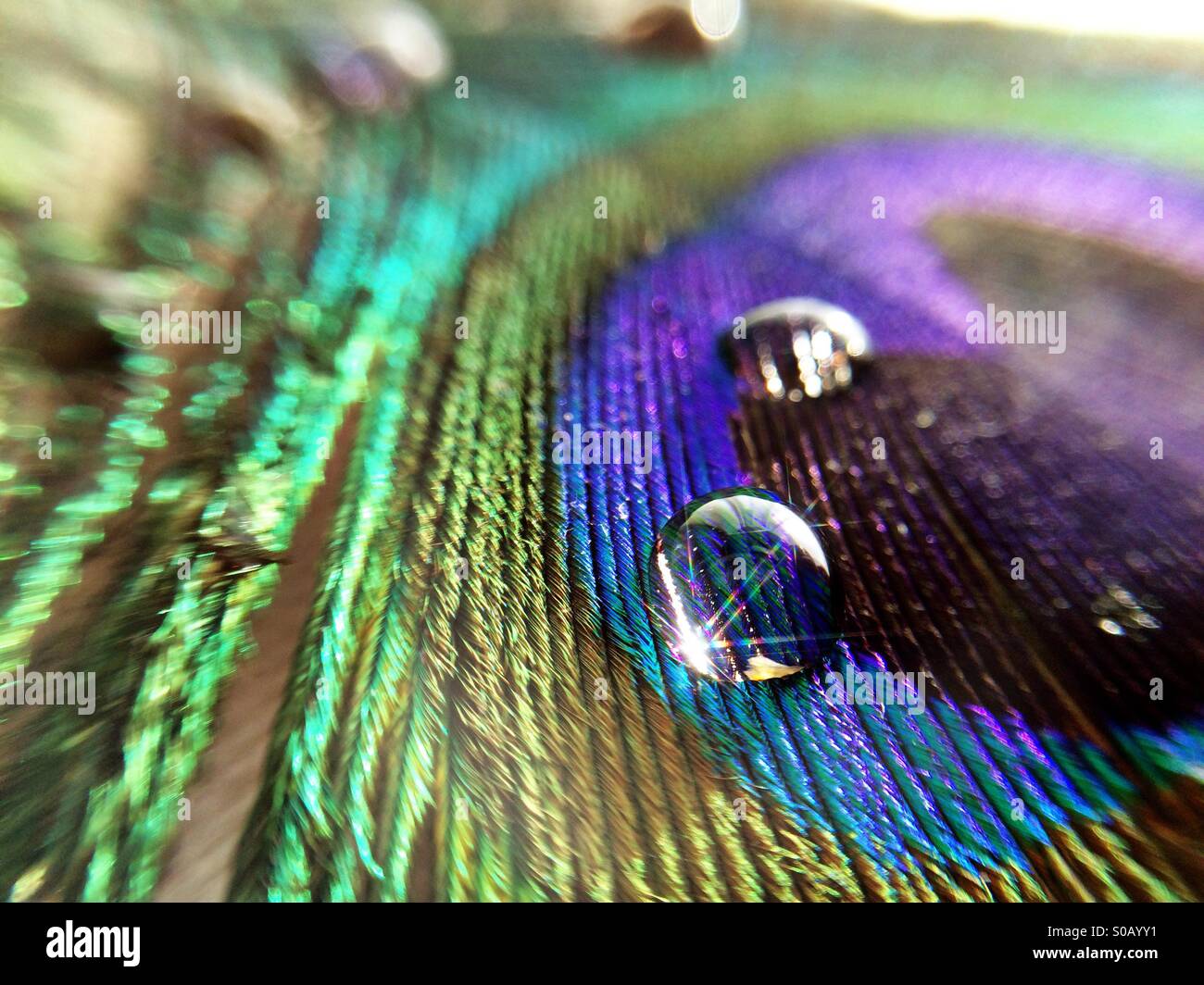 Feather light blue hi-res stock photography and images - Alamy