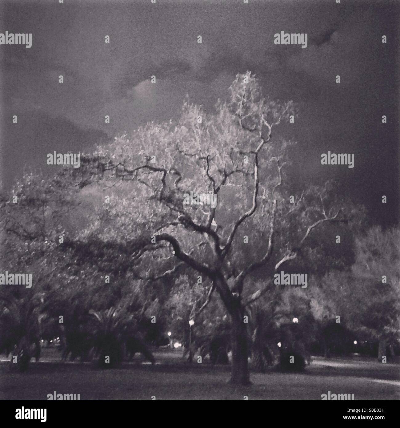 Mystic tree hi-res stock photography and images - Alamy