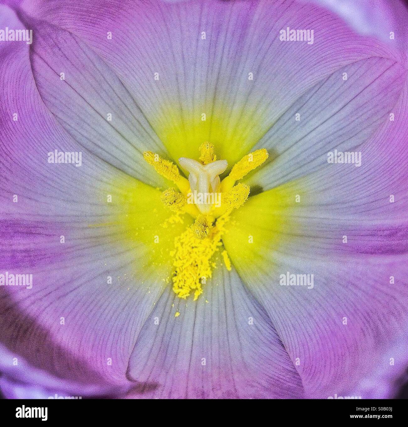 Pink Tulip, Yellow pollen Stock Photo - Alamy