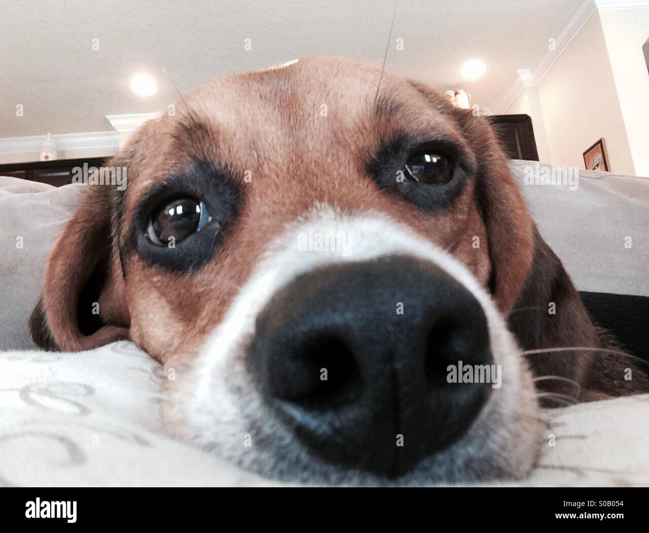 Beagle face hi-res stock photography and images - Alamy