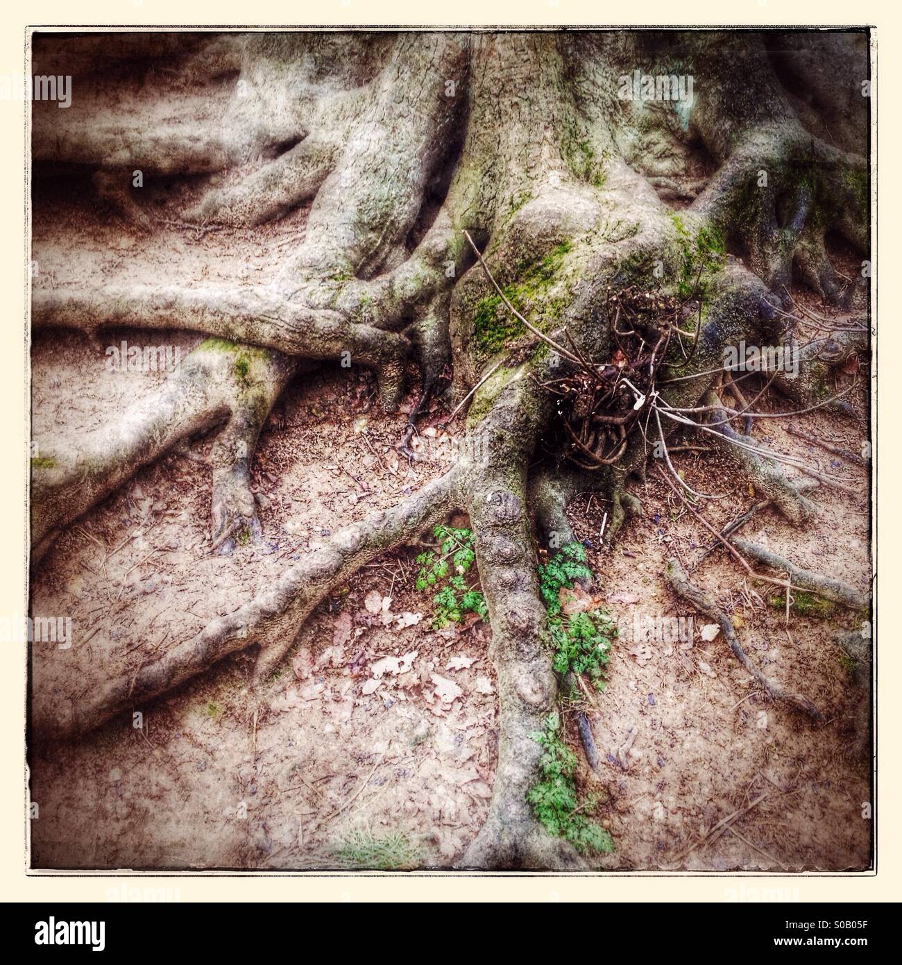 Back to my roots; exposed tree roots, Abington Park, Northampton, UK ...