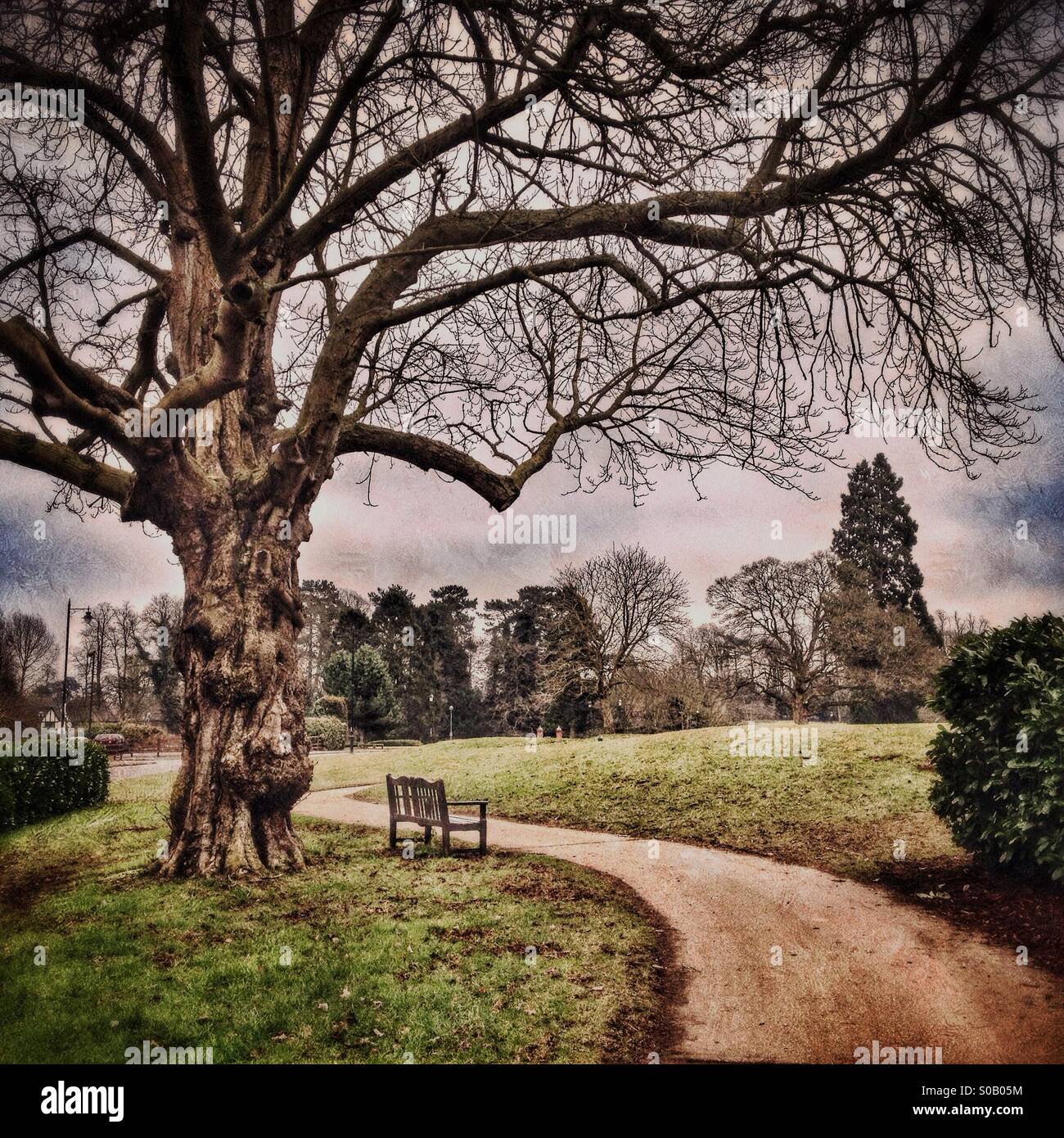 Bench under a gnarled winter tree, Collingtree Park, Northampton, UK ...