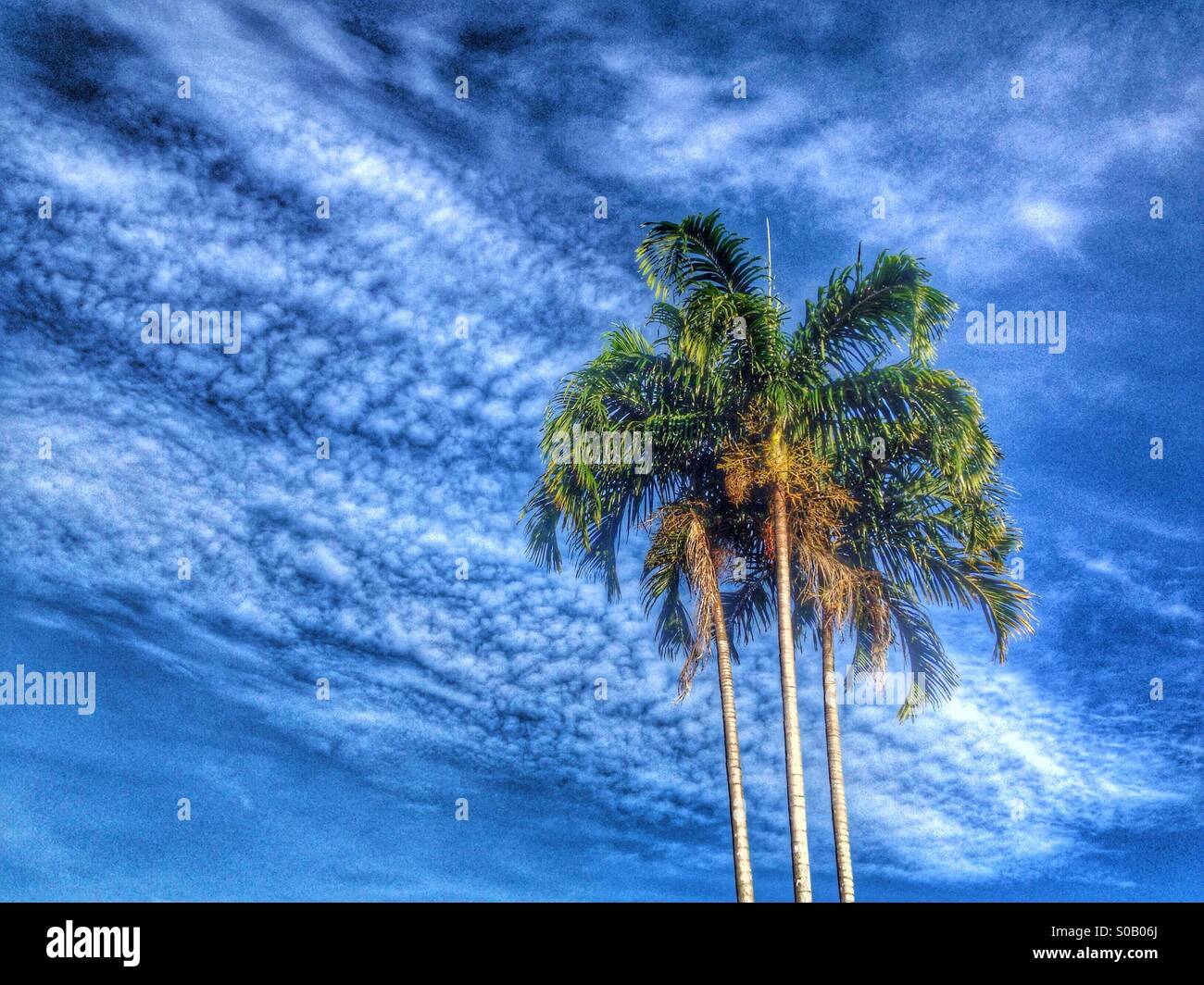 Three Palm trees in Northern Australia Stock Photo - Alamy