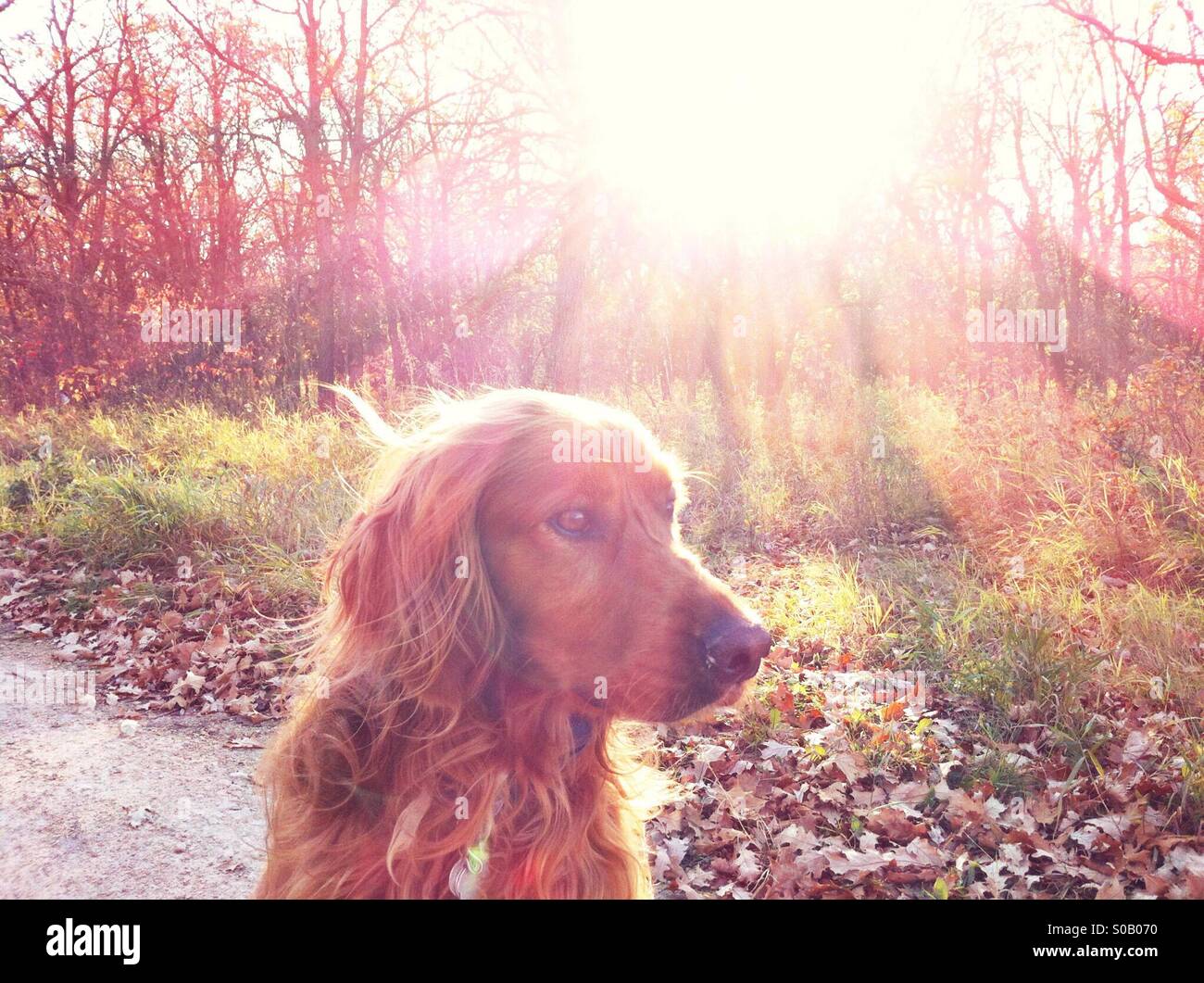 Golden retriever in fall hi-res stock photography and images - Alamy