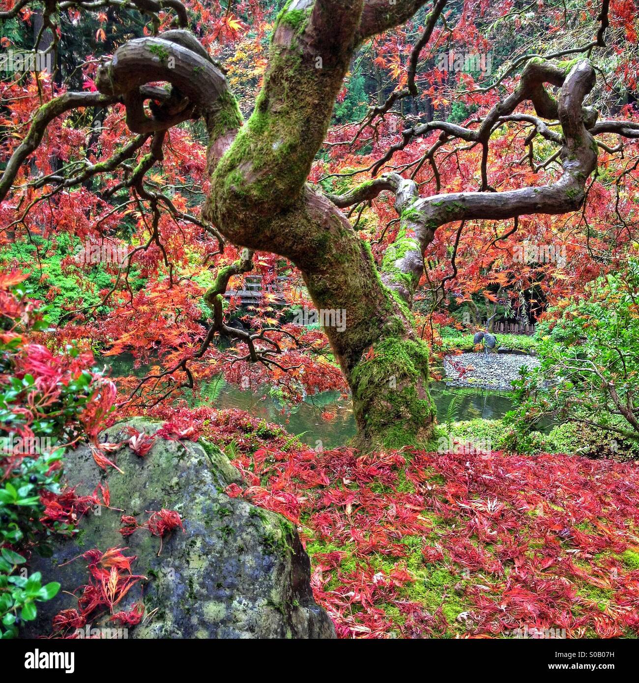 Japanese maple "Tree of Life" at the Japanese gardens in Portland ...